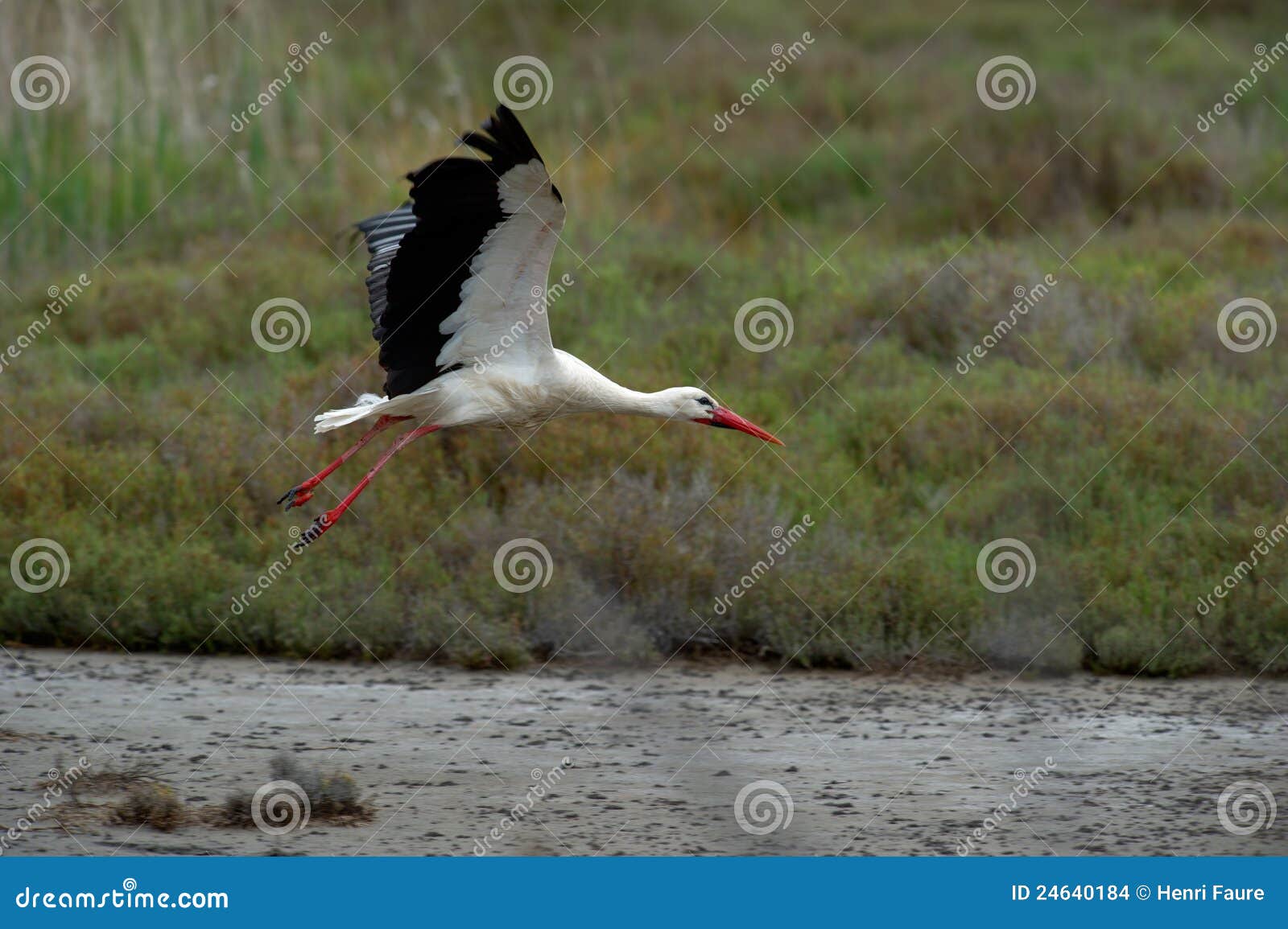 A white stork flying stock photo. Image of beak, animal - 24640184