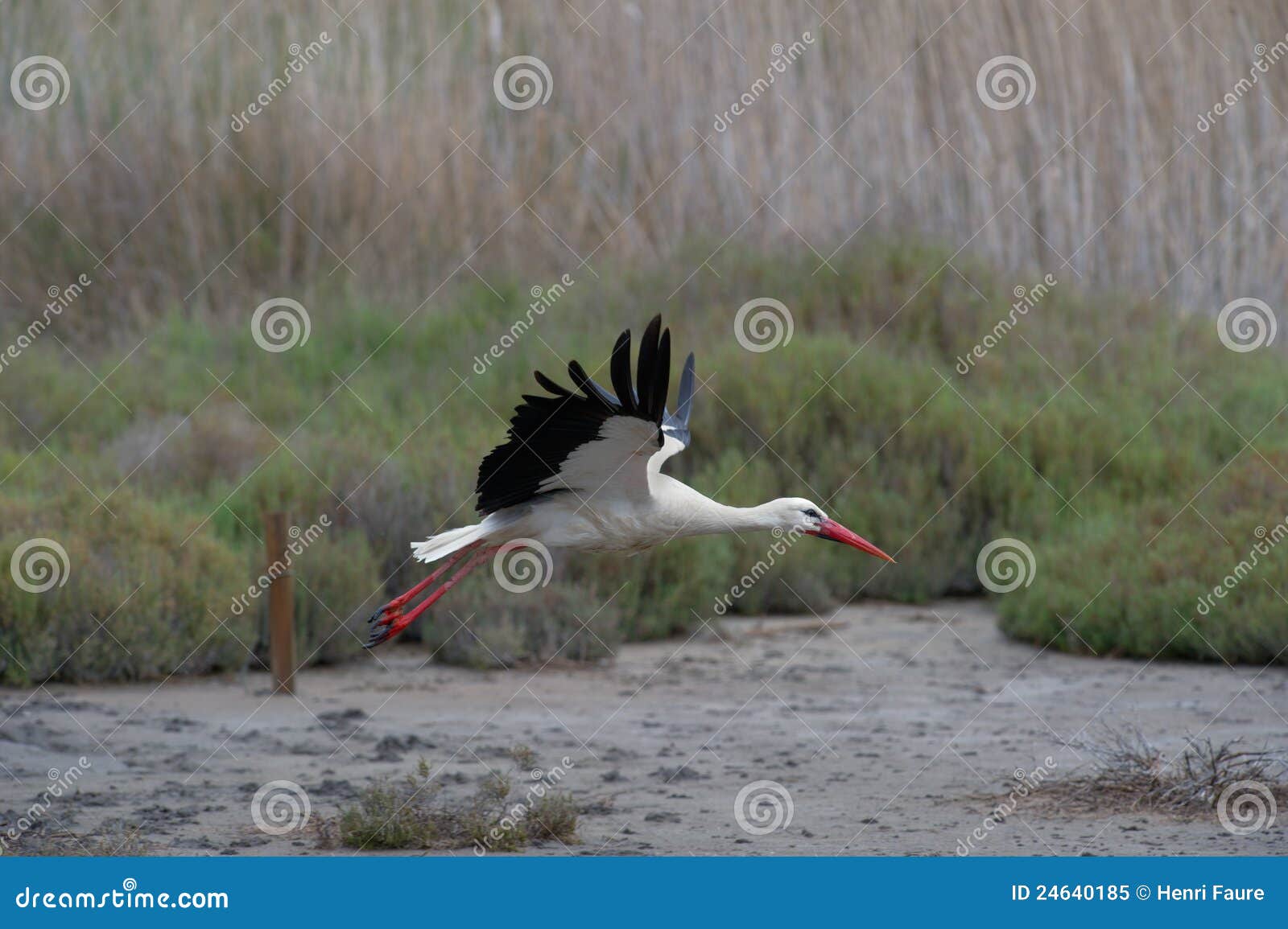 A white stork flying stock image. Image of stork, ciconiiformes - 24640185