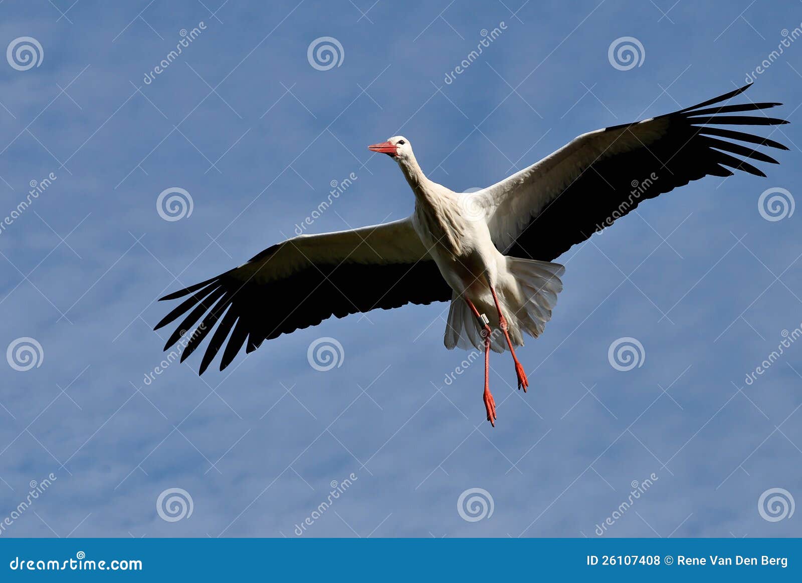 White Stork flying stock photo. Image of blue, flight - 26107408