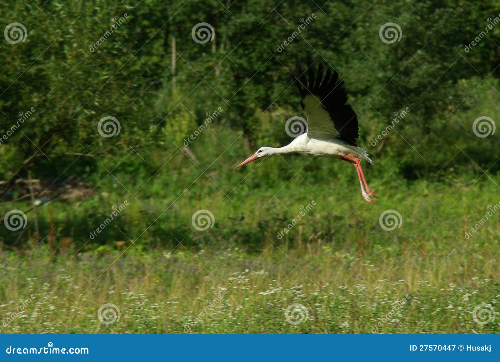 White stork flying stock image. Image of field, feather - 27570447
