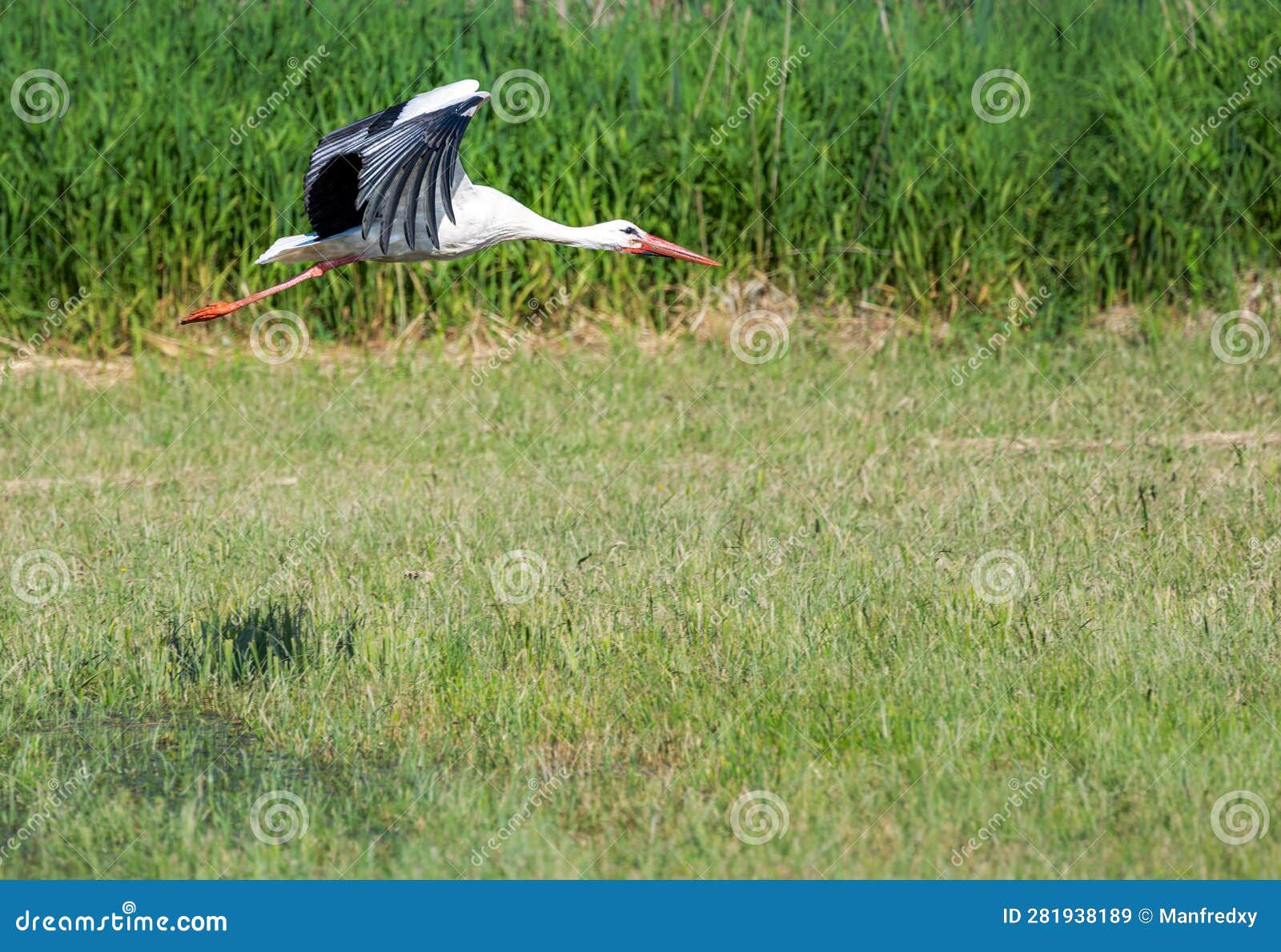 White Stork Flying Above a Meadow Stock Image - Image of wildlife ...
