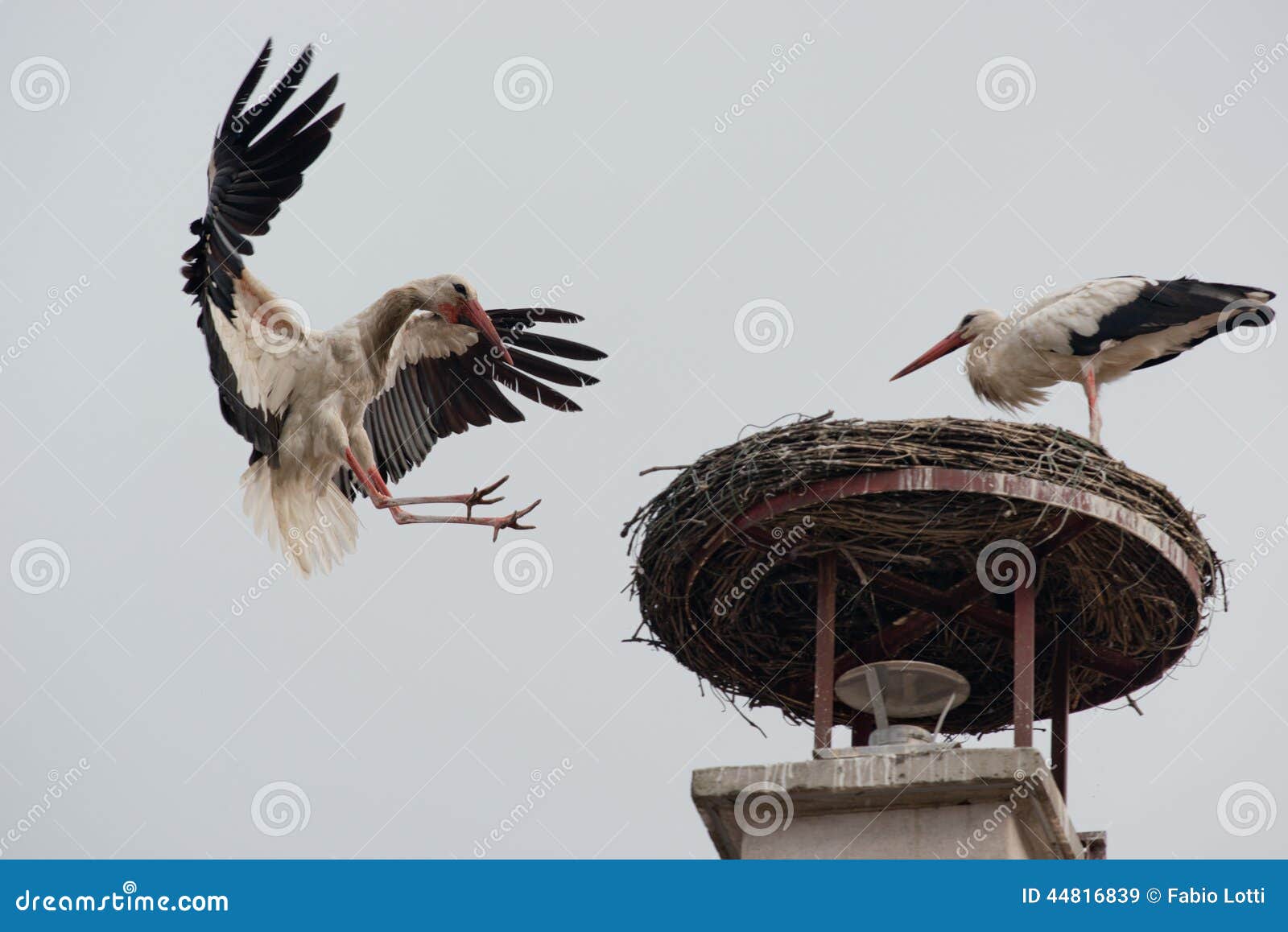 White Stork flying stock image. Image of austria, fauna - 44816839