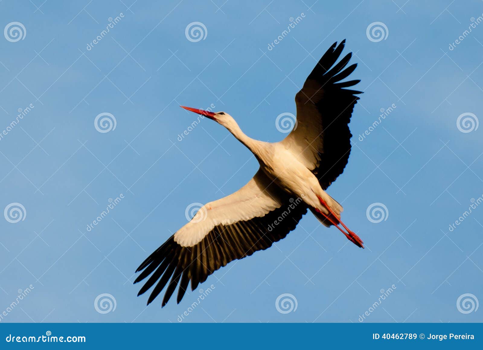 White stork flying stock image. Image of wings, stork - 40462789