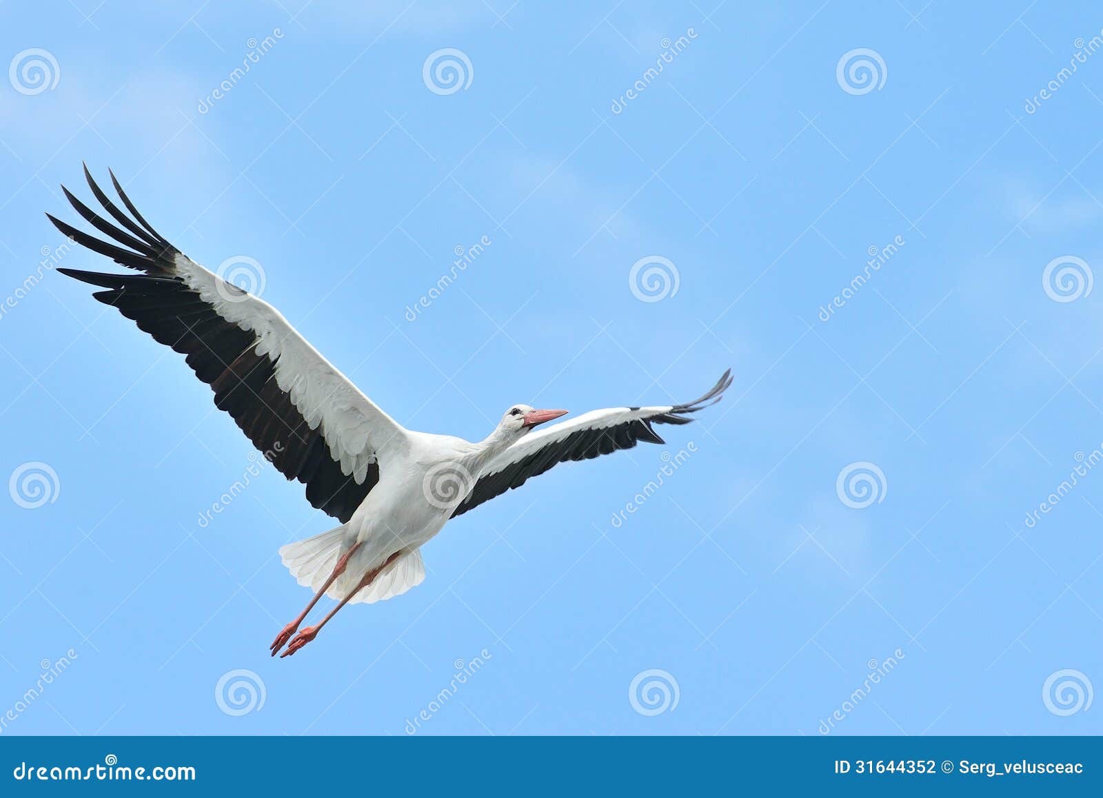 White stork stock photo. Image of cloud, purity, outdoors - 31644352