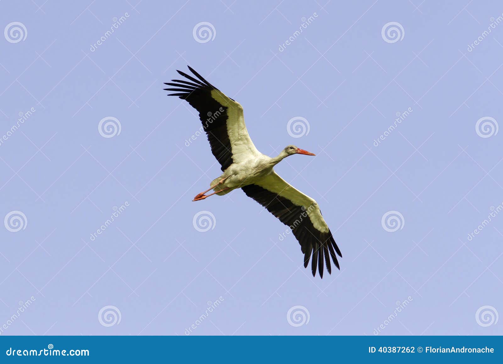 White Stork Flying with Blue Sky / Ciconia Ciconia Stock Photo - Image ...