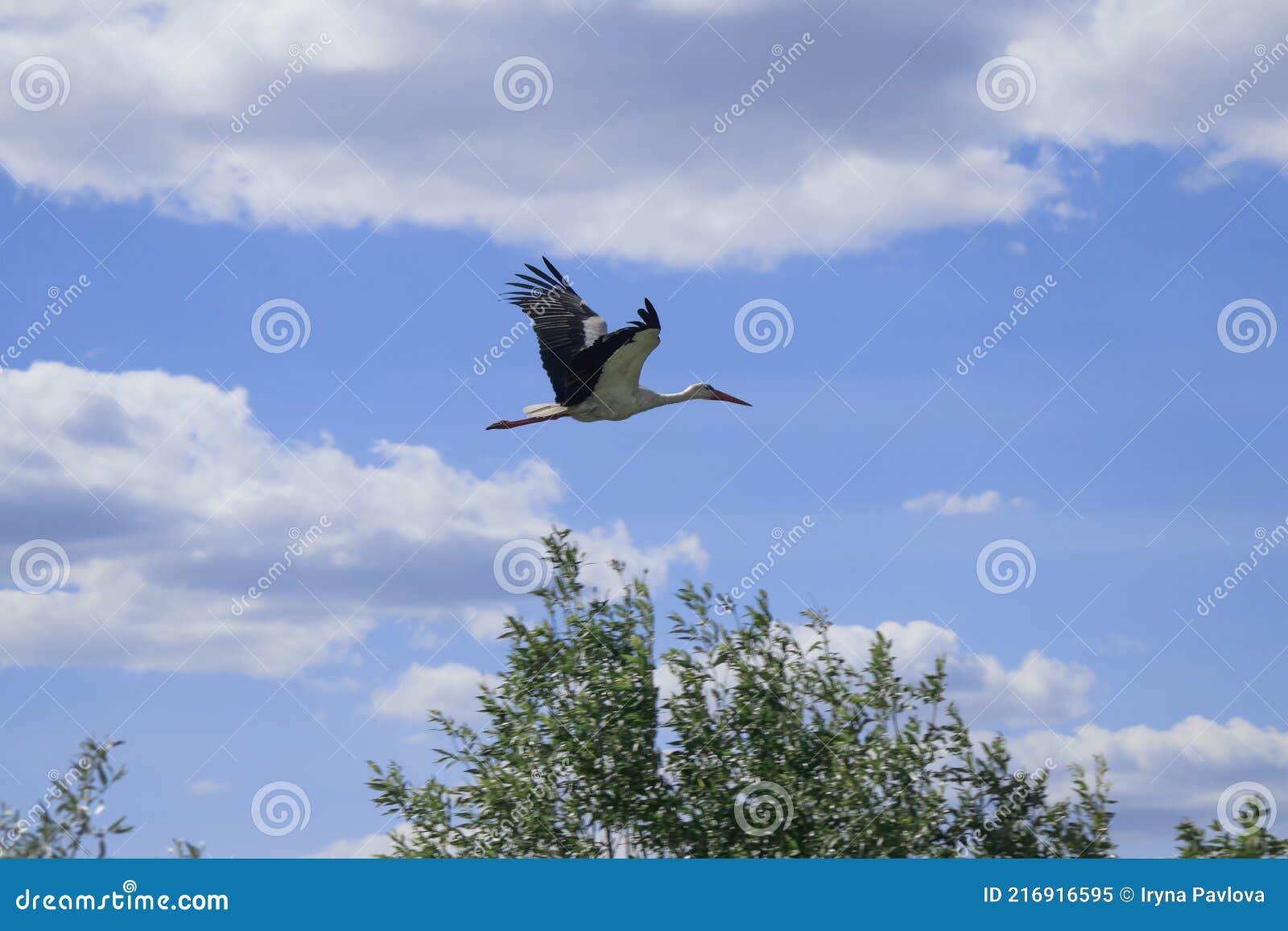 White Stork Flying. Seasonal Bird Migration. Storks Flew To the Nesting ...