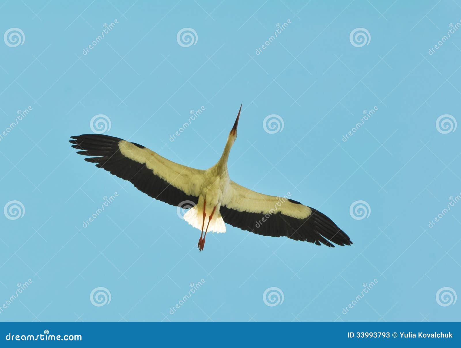 White stork flying stock image. Image of culture, pets - 33993793