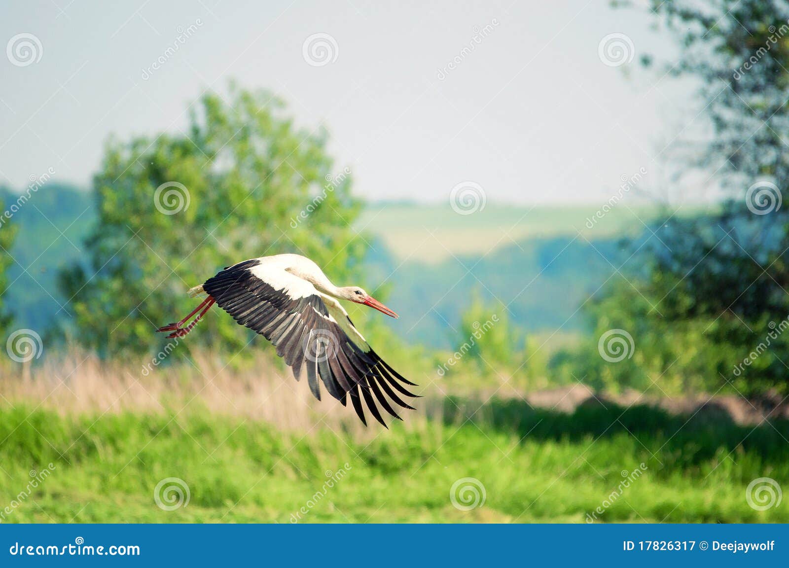 White Stork Flying Over Meadow Stock Image - Image of relaxing, summer ...