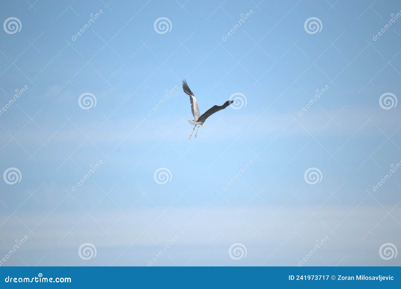 White stork flying stock image. Image of animal, lifestyle - 241973717