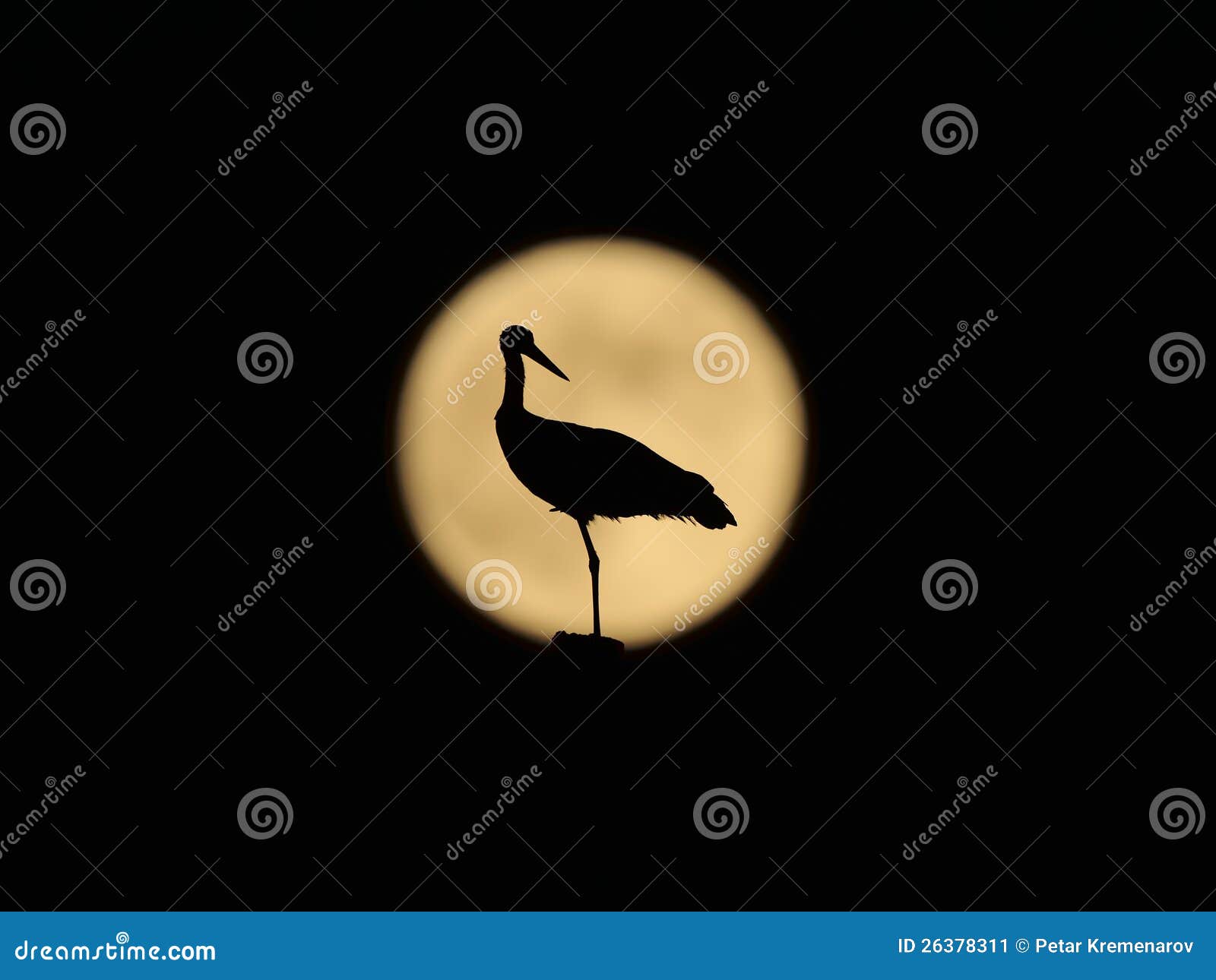 A White Stork in Front of the Full Moon Stock Image - Image of yellow ...