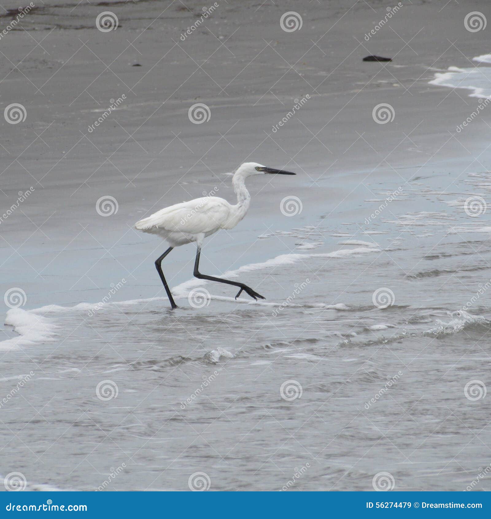 White stork stock image. Image of beach, nature, storks - 56274479