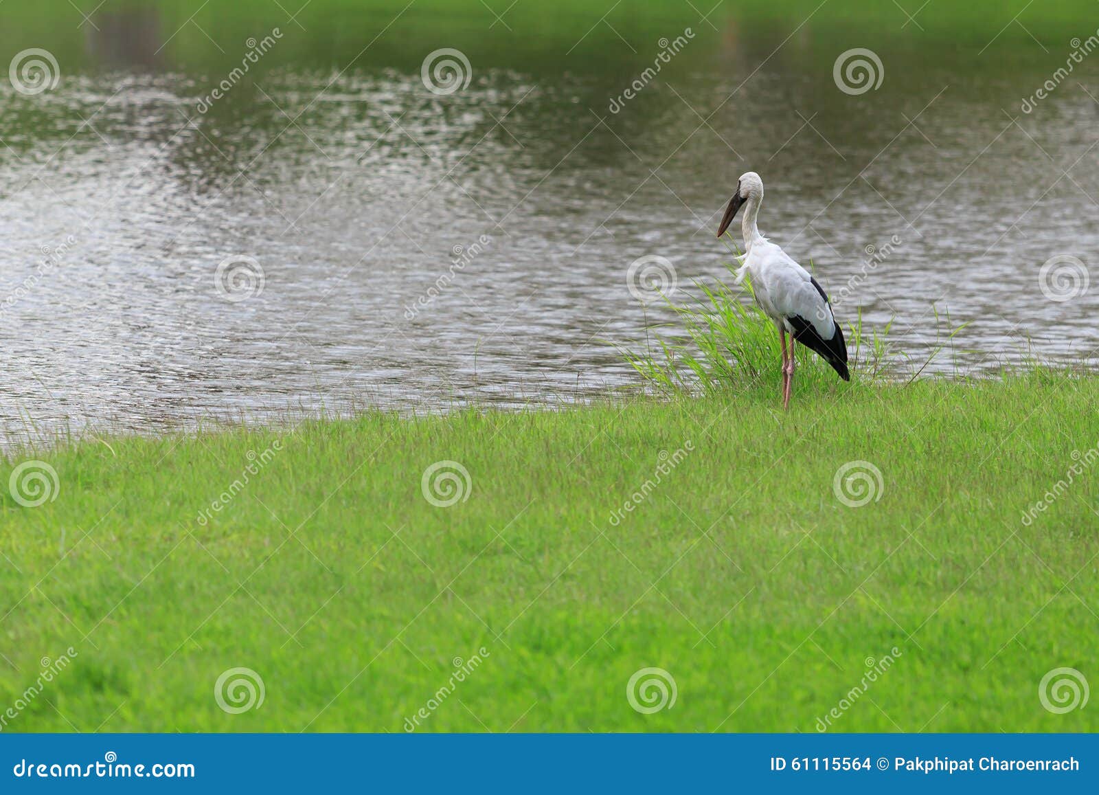 White stork in the garden. stock photo. Image of isolated - 61115564