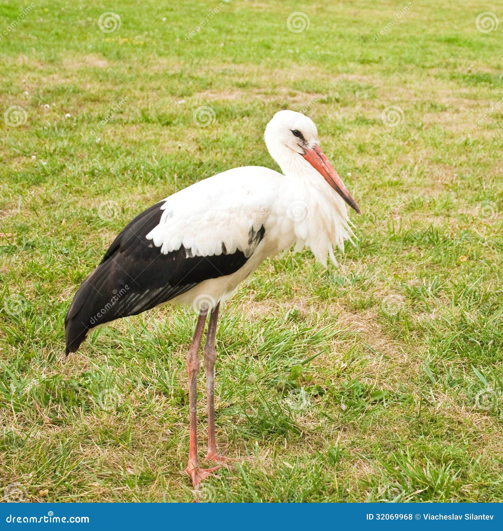 White Stork stock photo. Image of grass, colmar, animal - 32069968