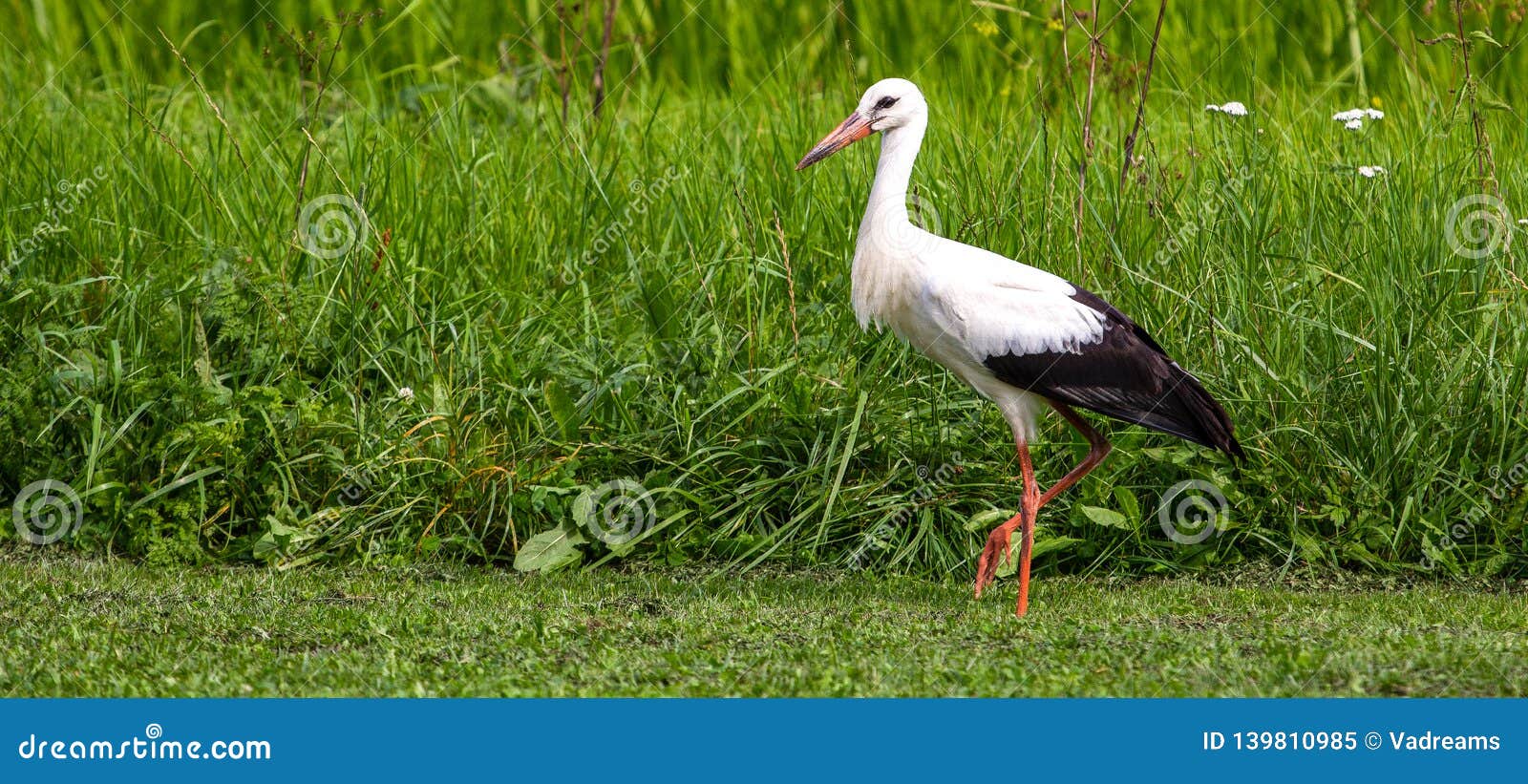 White Stork in the Green Meadow Summer Day Stock Image - Image of ...