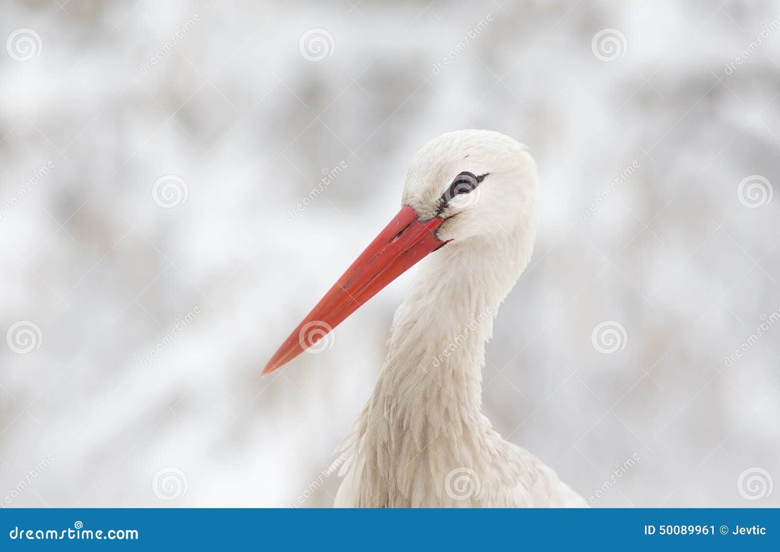 White stork head stock image. Image of wild, animal, wildlife - 50089961
