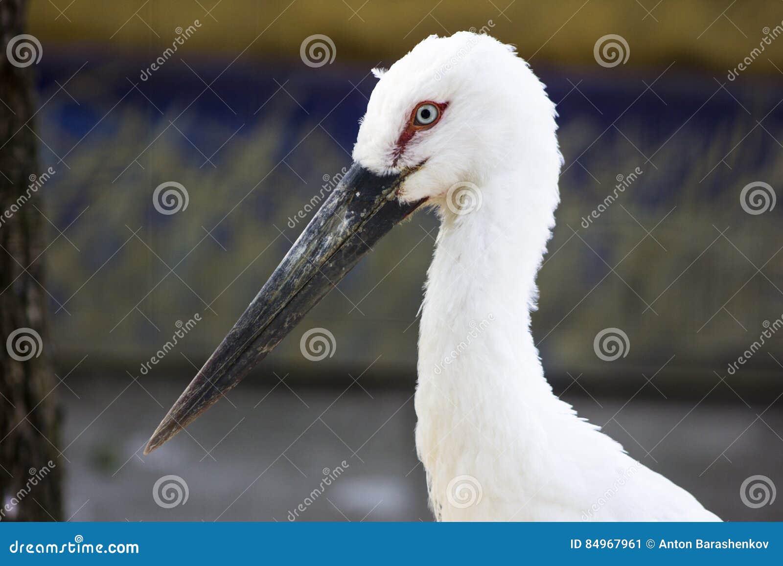 White Stork Head. Long Beak of Bird Stock Image - Image of stork ...