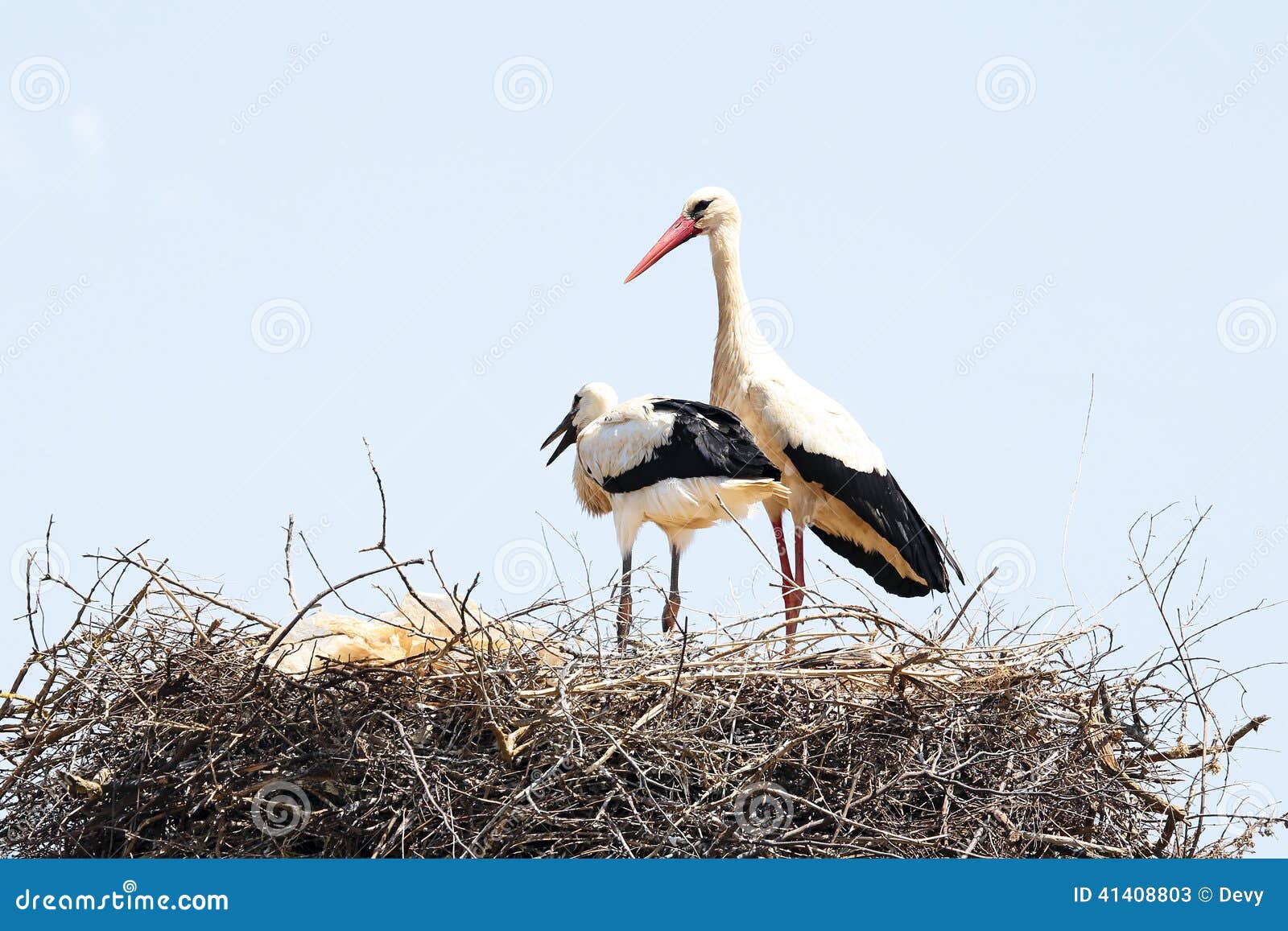 White Stork with Her Baby in Spring Stock Image - Image of mother ...