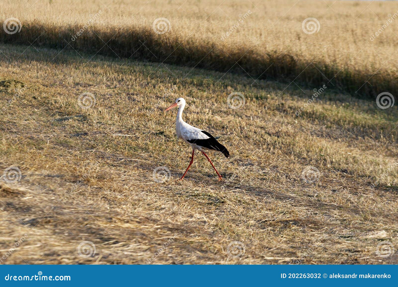 White Stork Hunting in a Large Field Stock Photo - Image of farming ...