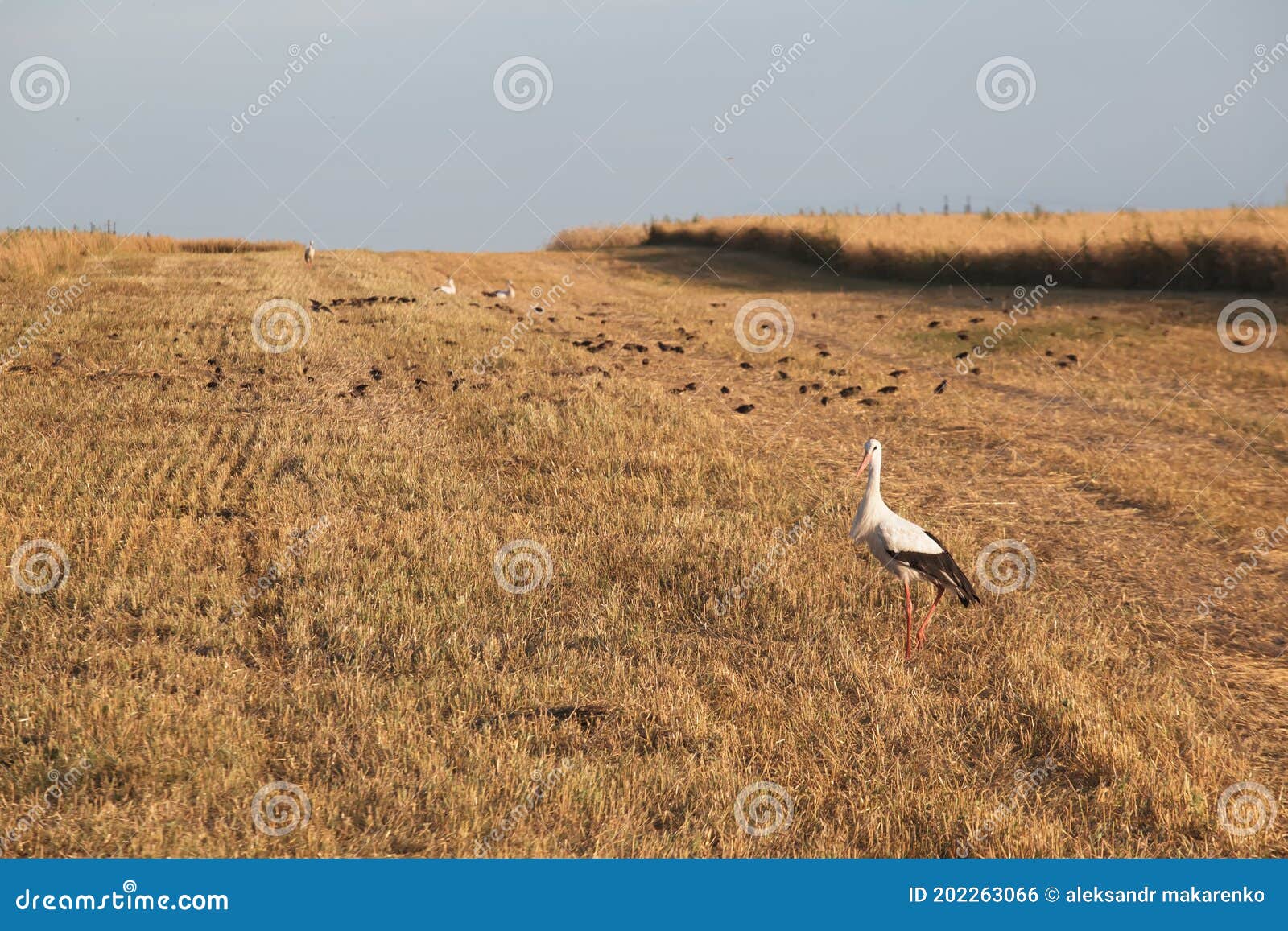 White Stork Hunting in a Large Field Stock Photo - Image of nature ...