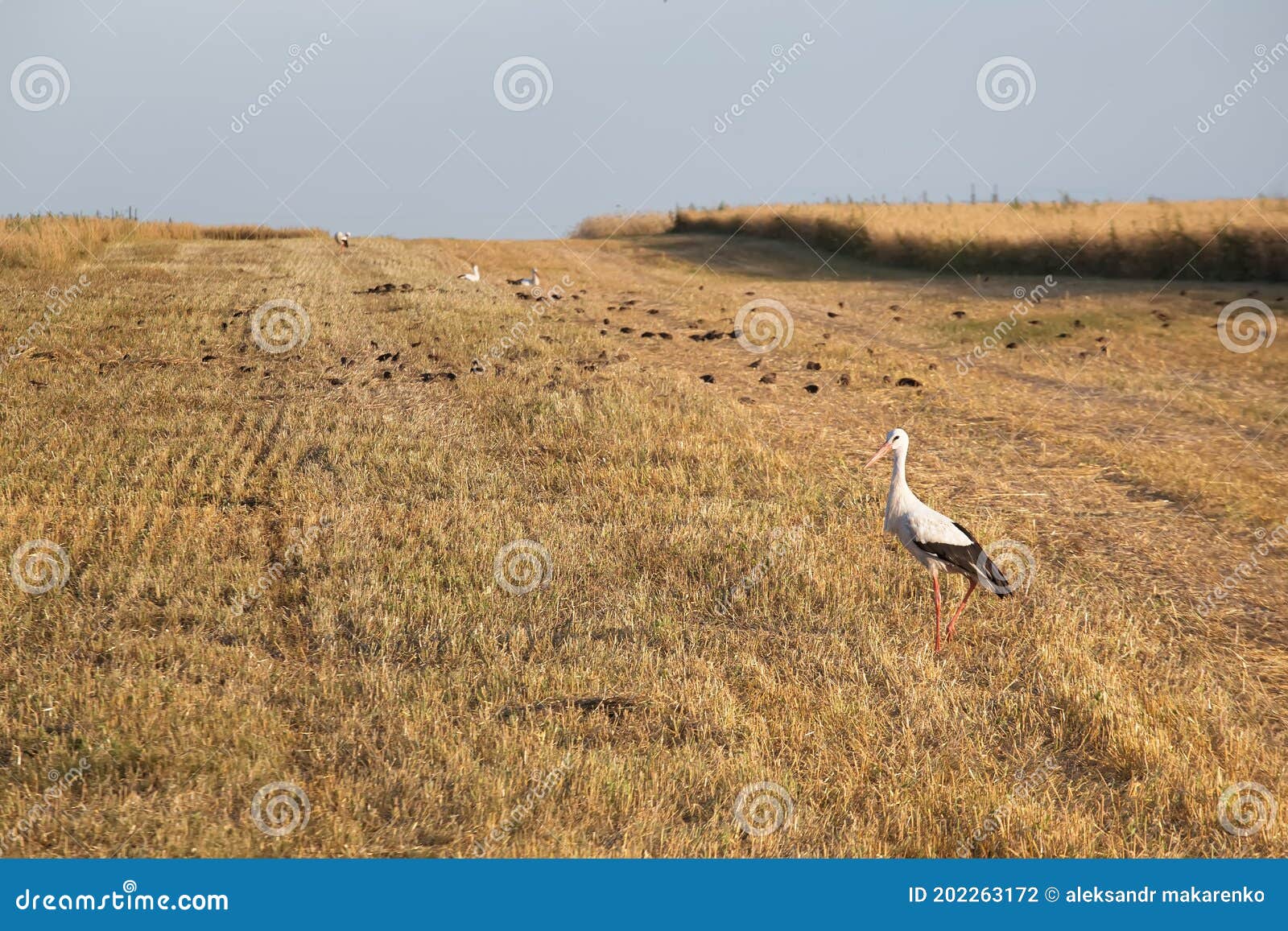 White Stork Hunting in a Large Field Stock Photo - Image of green, copy ...