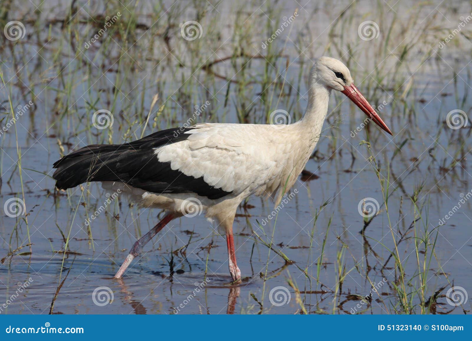 White Stork stock photo. Image of sight, hunting, listen - 51323140