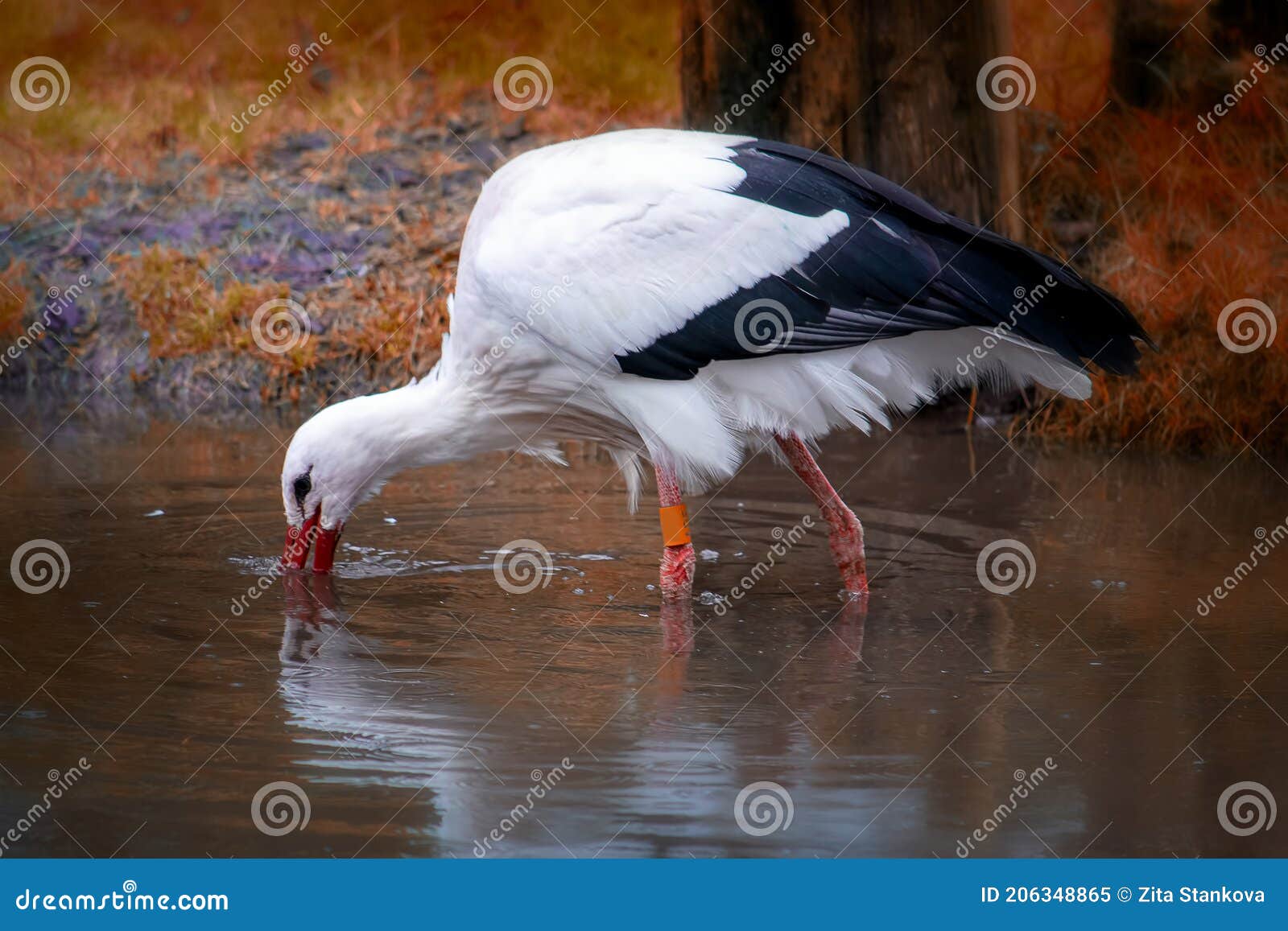 White Stork Hunting in the Water at Autumn. Stock Image - Image of ...