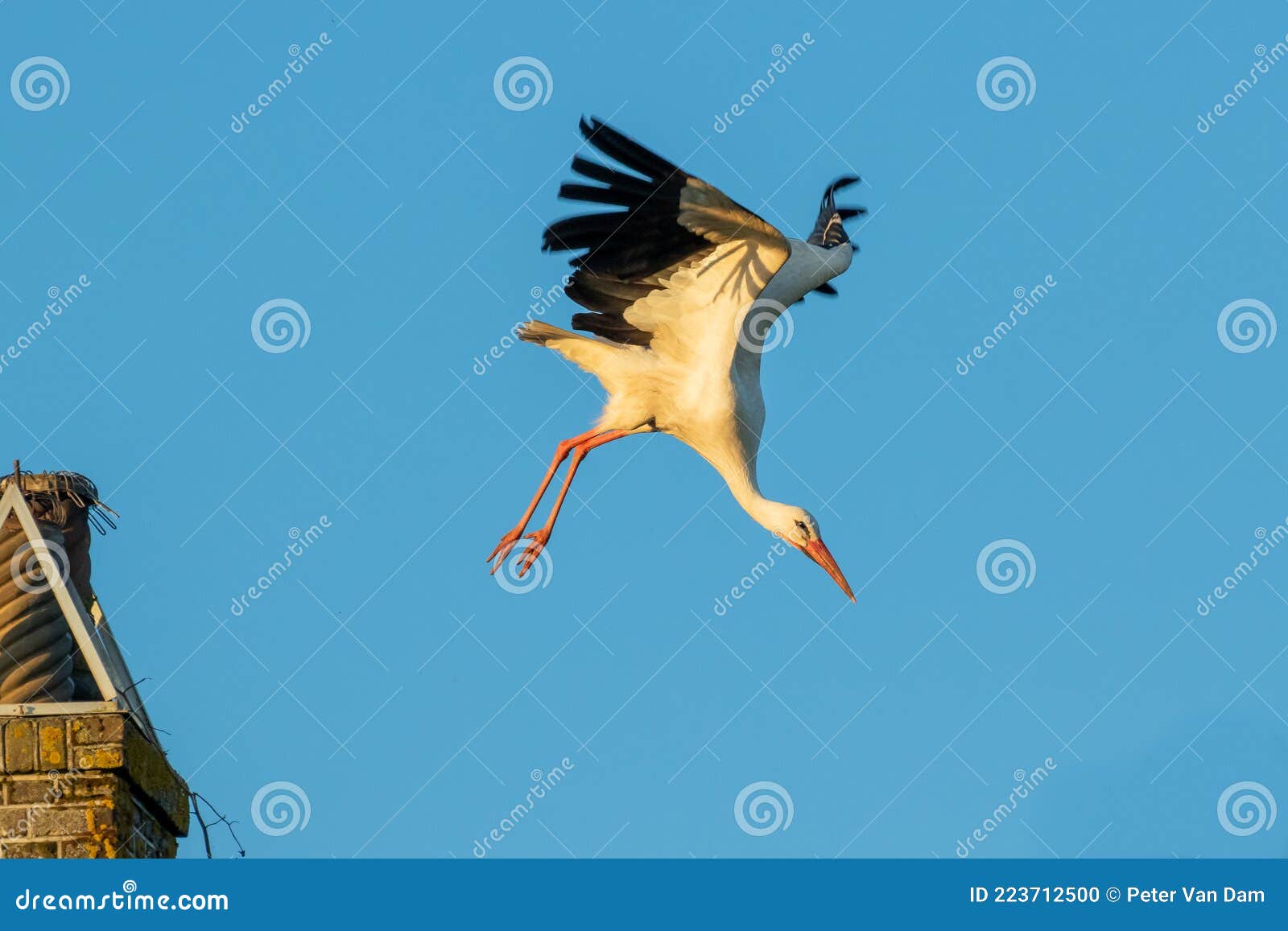 White Stork Taking Off from a Chimney Stock Photo - Image of fligh ...