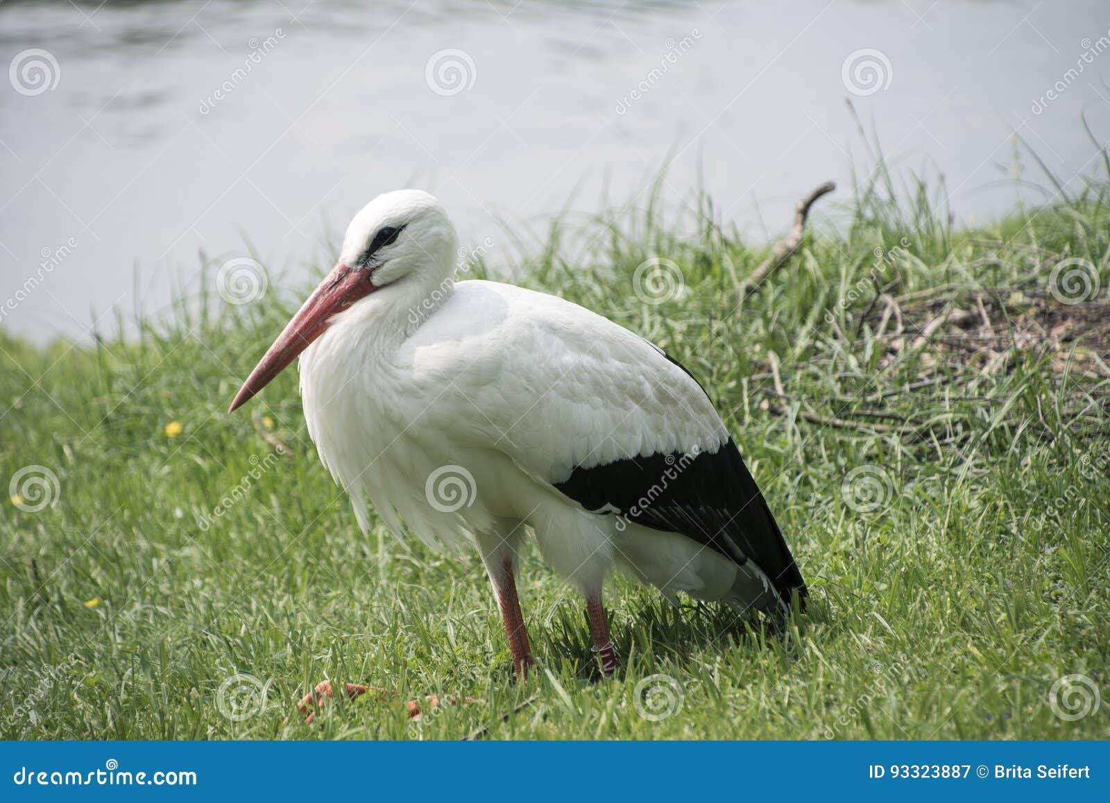 White Stork at the lake stock image. Image of stork, standing - 93323887