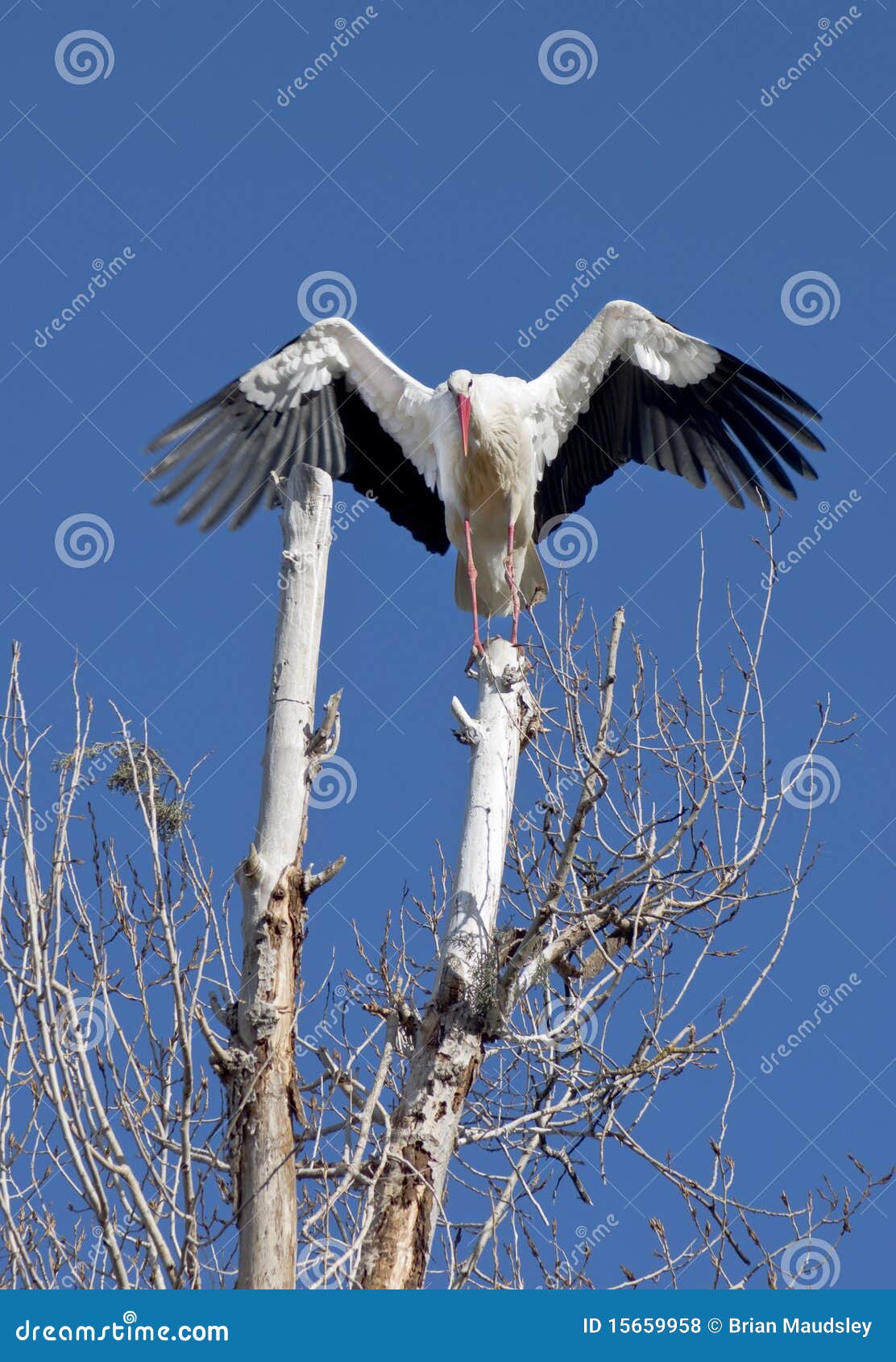 White Stork Landing on a Tree Branch. Stock Photo - Image of twigs ...