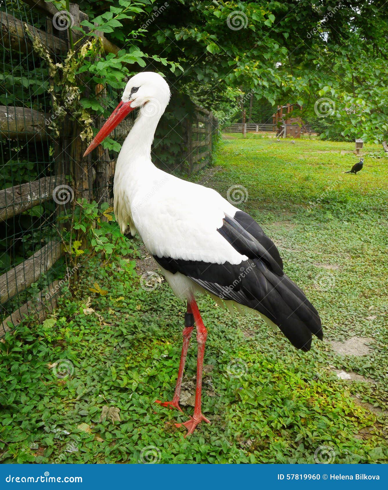 White Stork stock photo. Image of white, nature, wildlife - 57819960