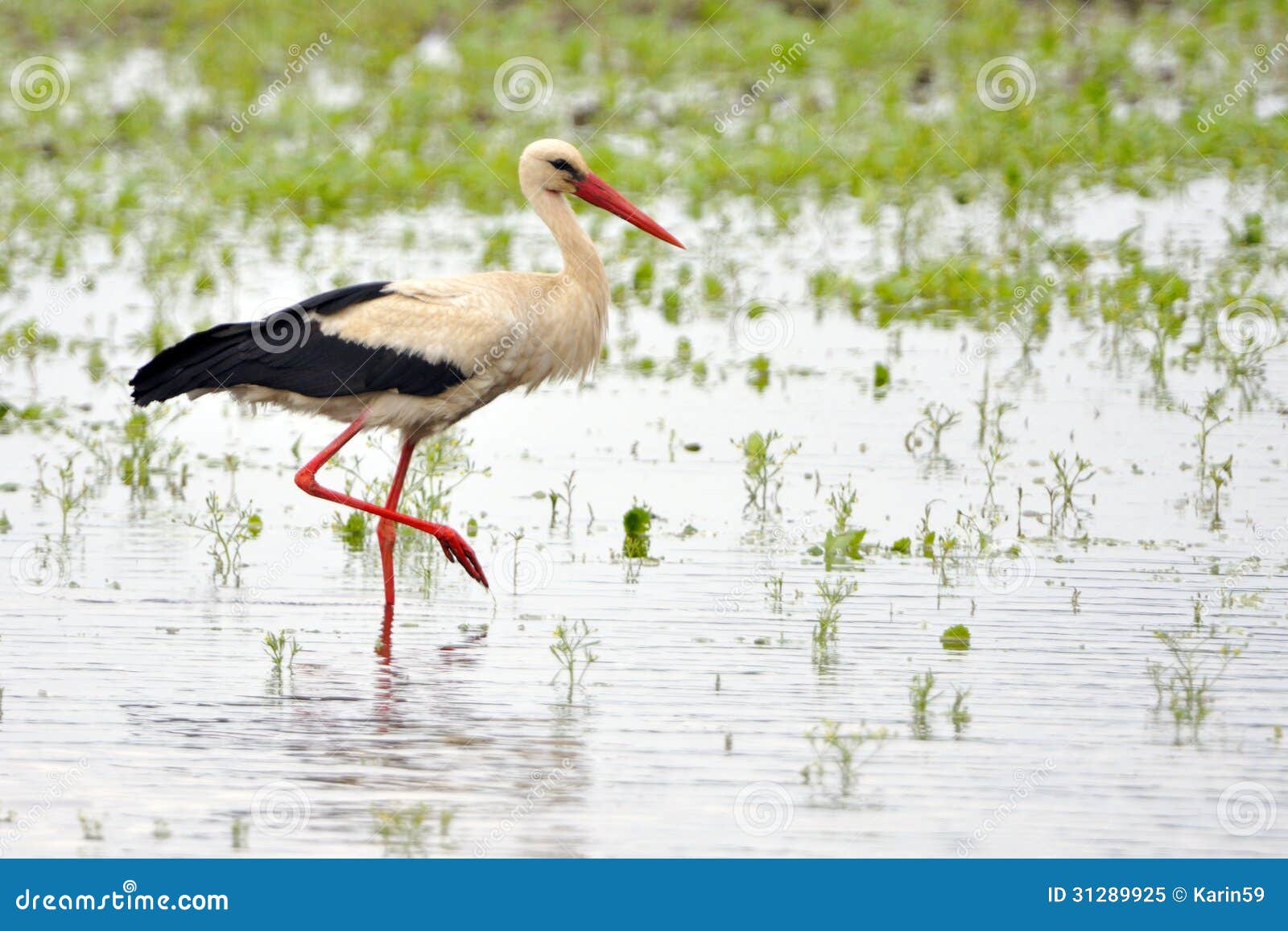 White stork stock image. Image of portrait, beautiful - 31289925