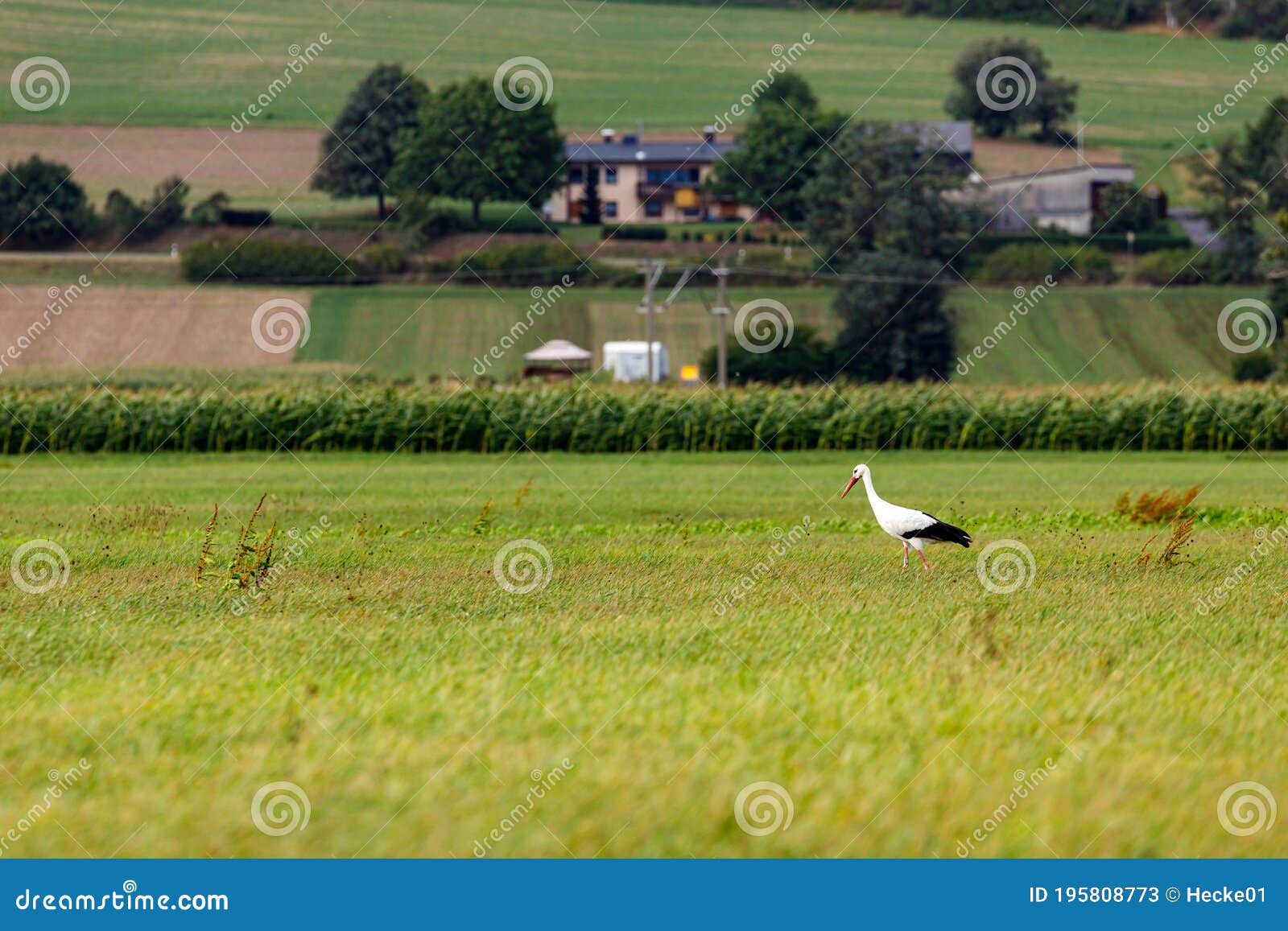White stork on a meadow stock image. Image of wildlife - 195808773