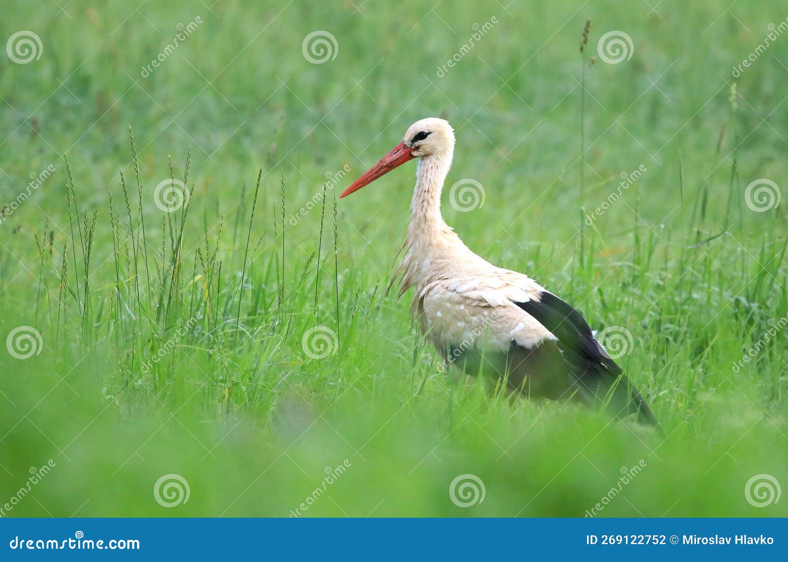 The white stork on meadow stock photo. Image of wildlife - 269122752