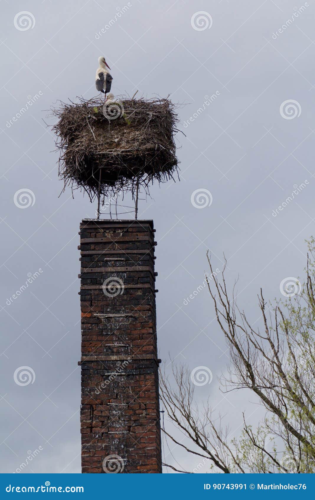 White Stork in a Nest on a Chimney Stock Image - Image of green, forest ...