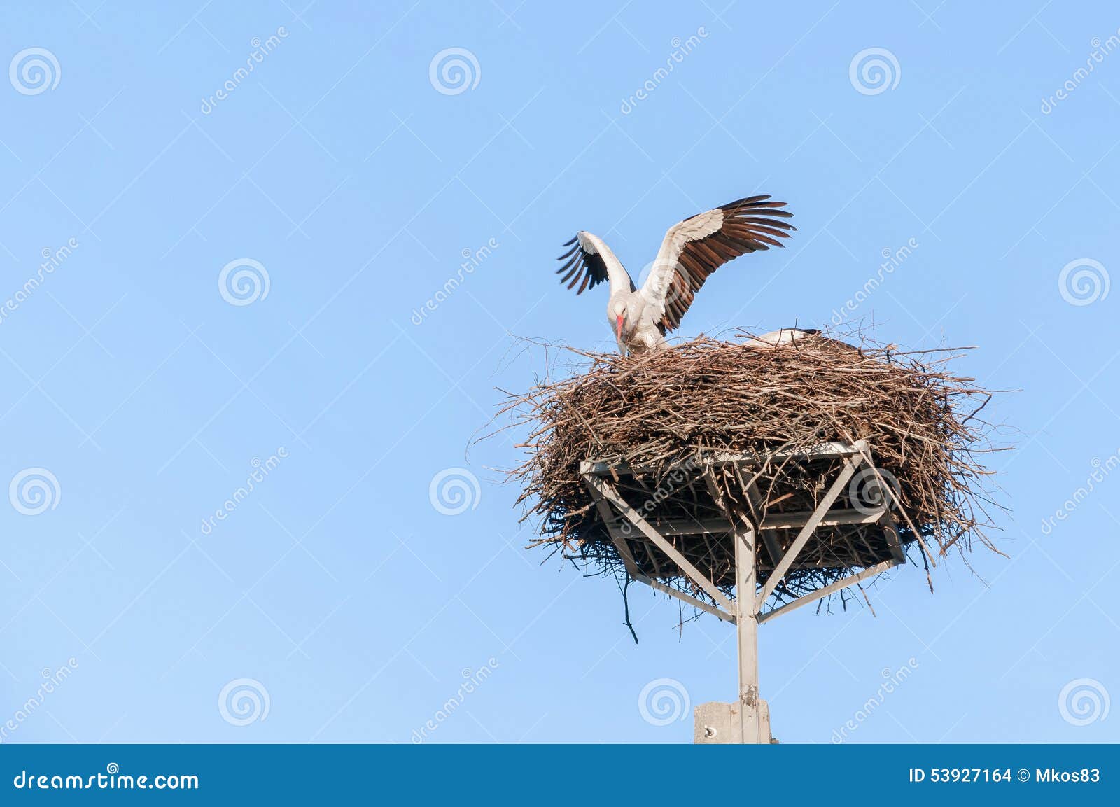 White stork in the nest stock photo. Image of pole, beautiful - 53927164