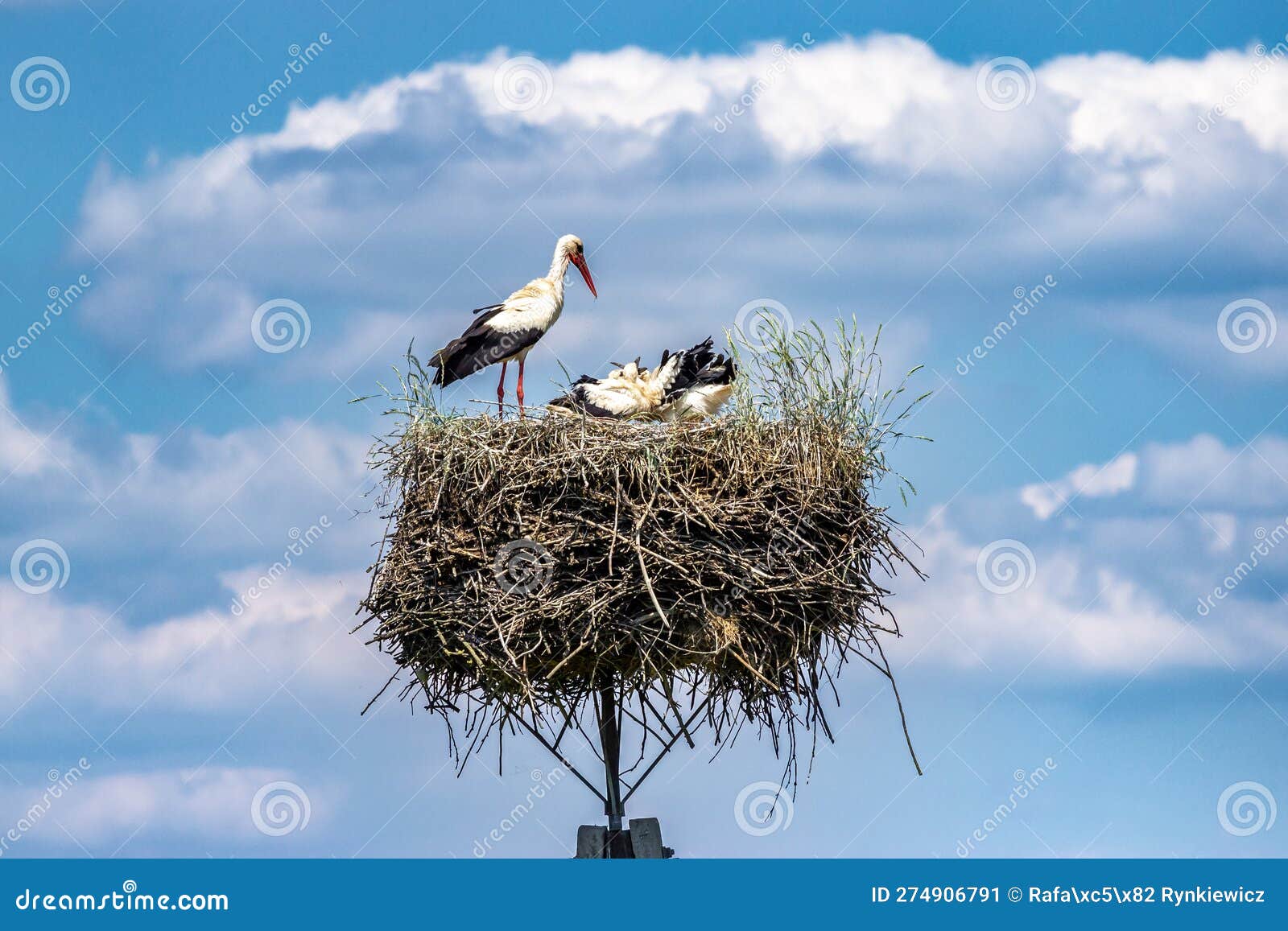 White Stork on the Nest in the Spring Stock Image - Image of family ...