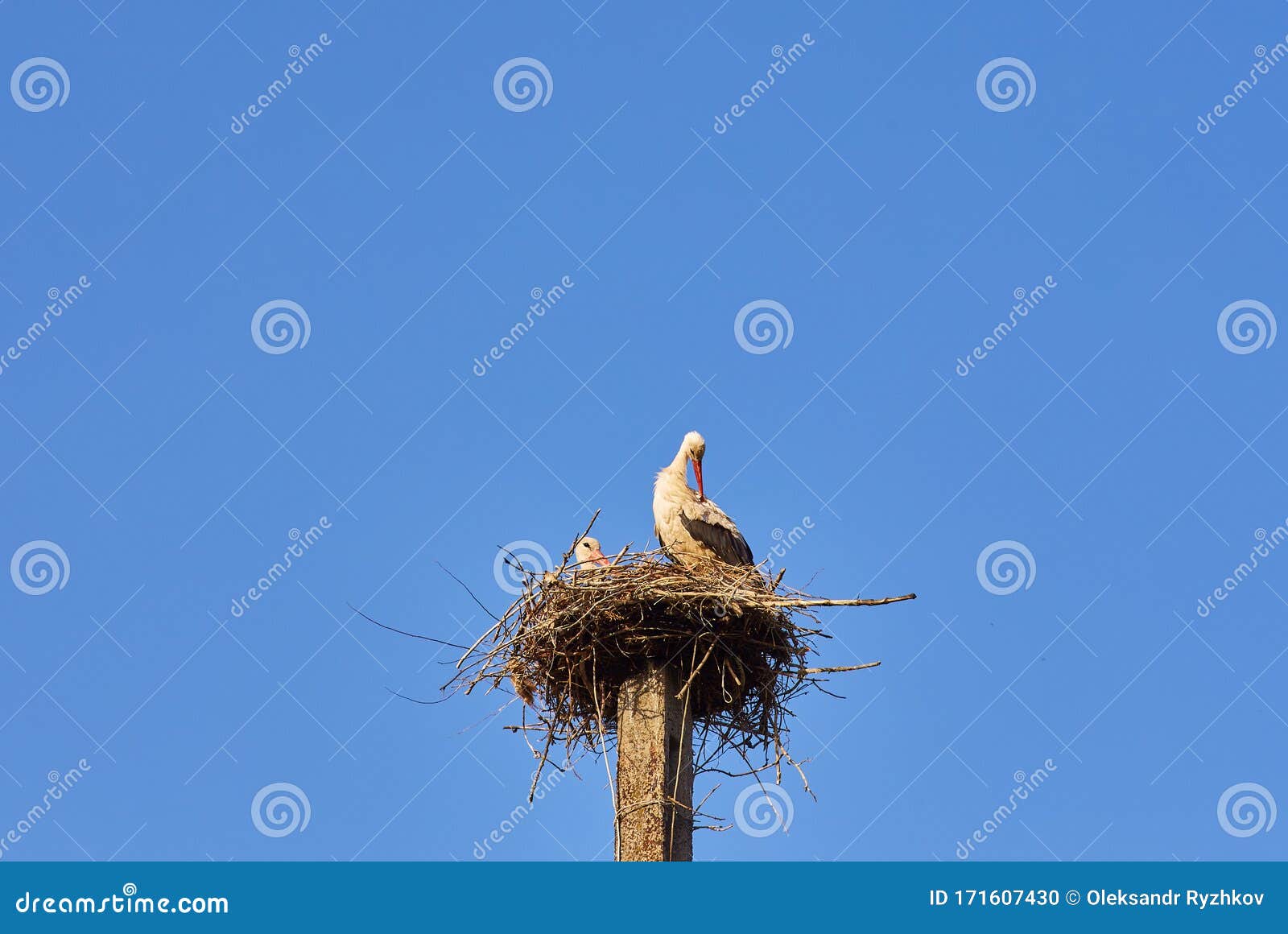 White Stork on a Nesting Pole on a Sunny Stock Photo - Image of ...