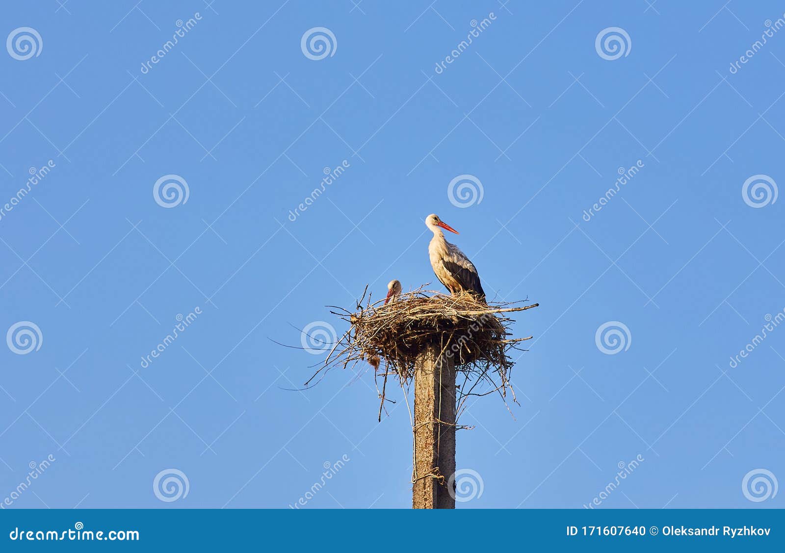 White Stork on a Nesting Pole on a Sunny Stock Photo - Image of ...