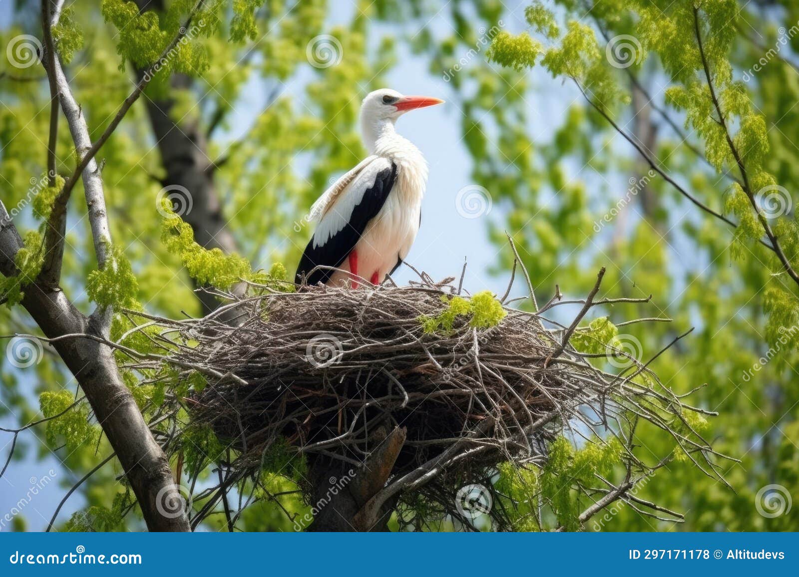 White Stork Nesting in Tall Trees Stock Photo - Image of bird, tall ...