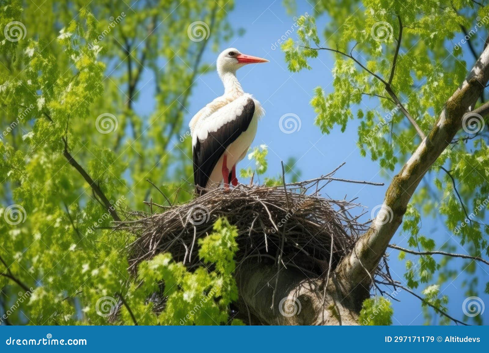 White Stork Nesting in Tall Trees Stock Image - Image of nesting, white ...