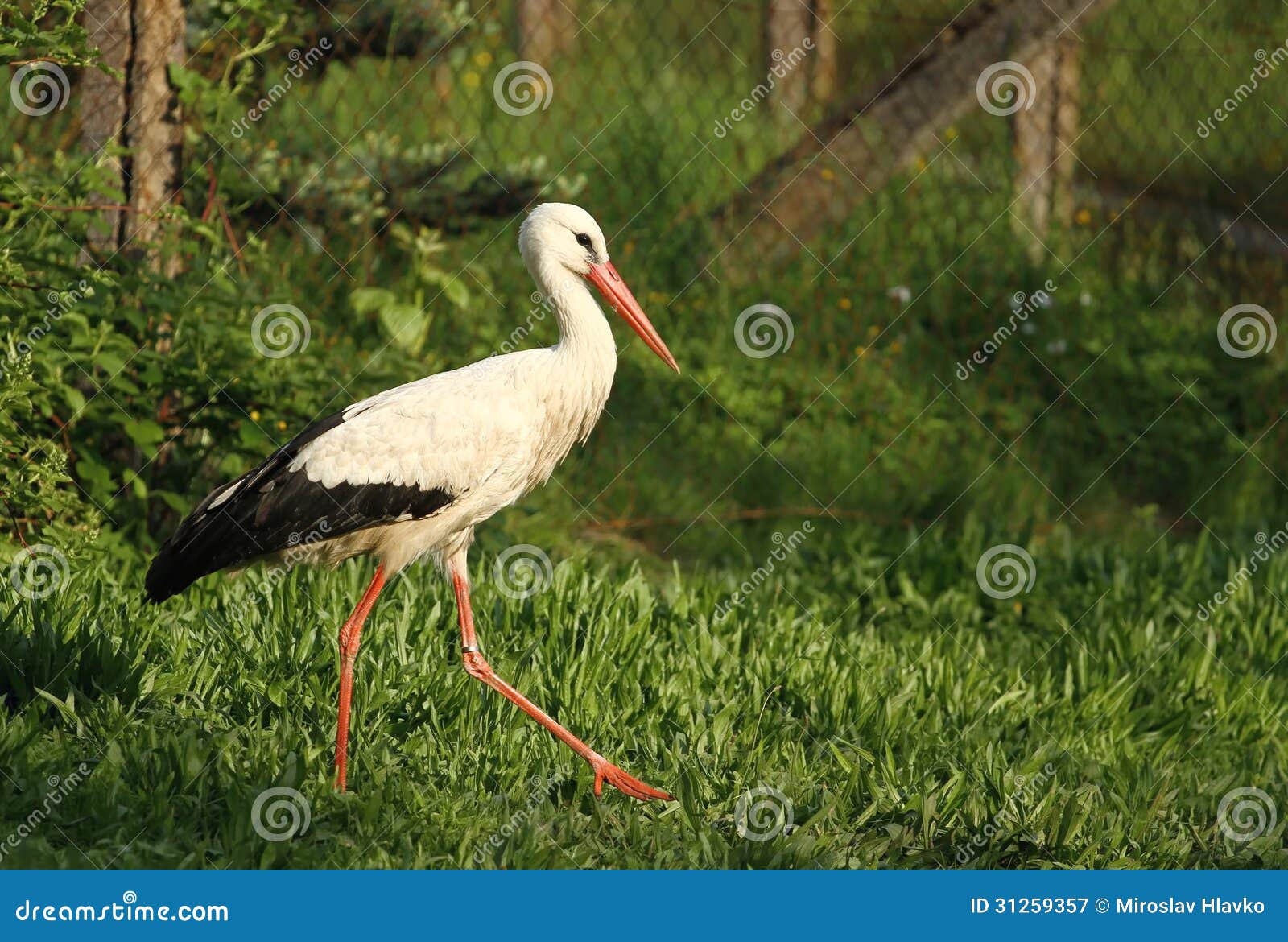 White stork stock image. Image of parent, beak, animal - 31259357