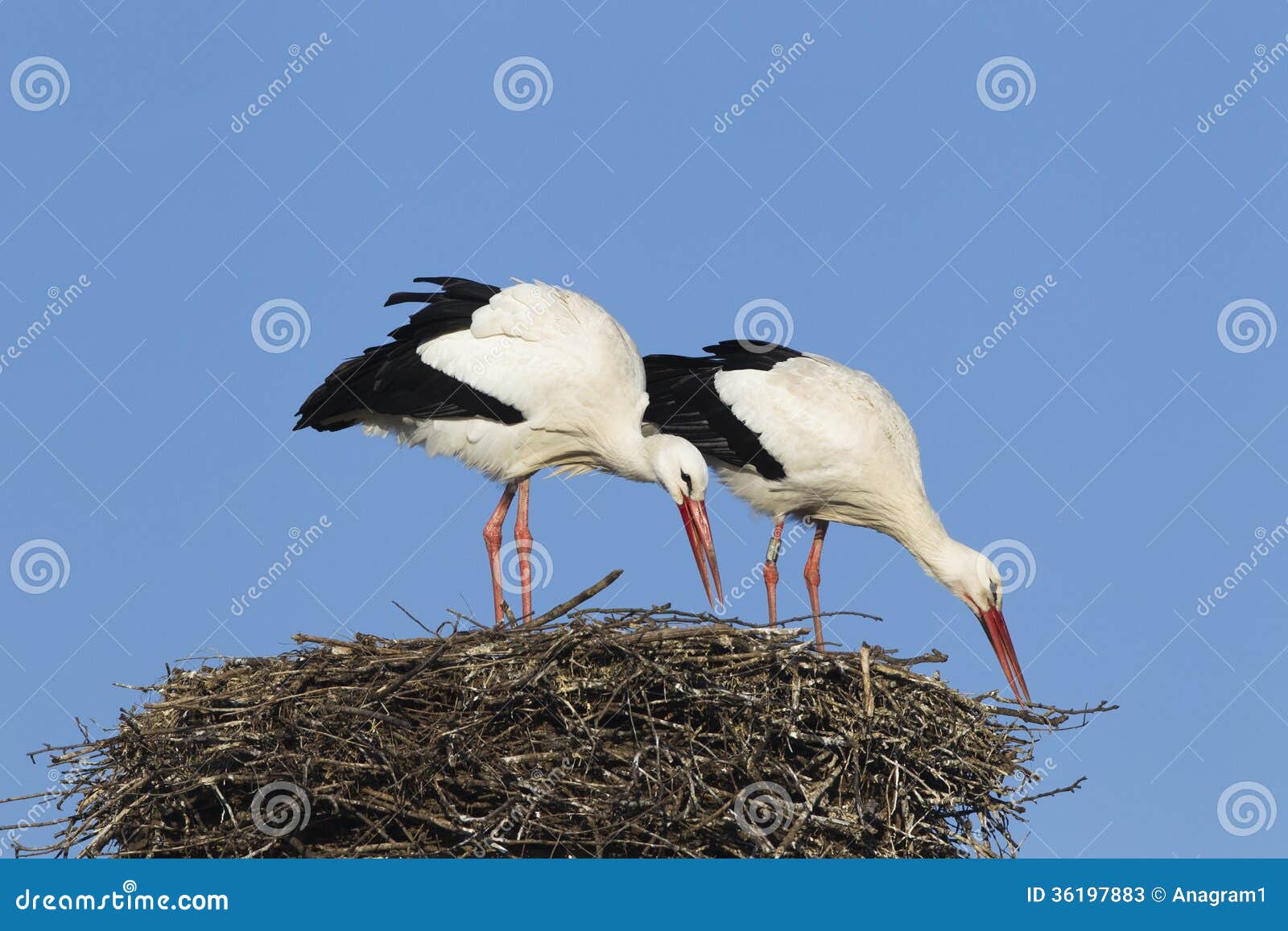 White stork pair stock image. Image of bird, building - 36197883