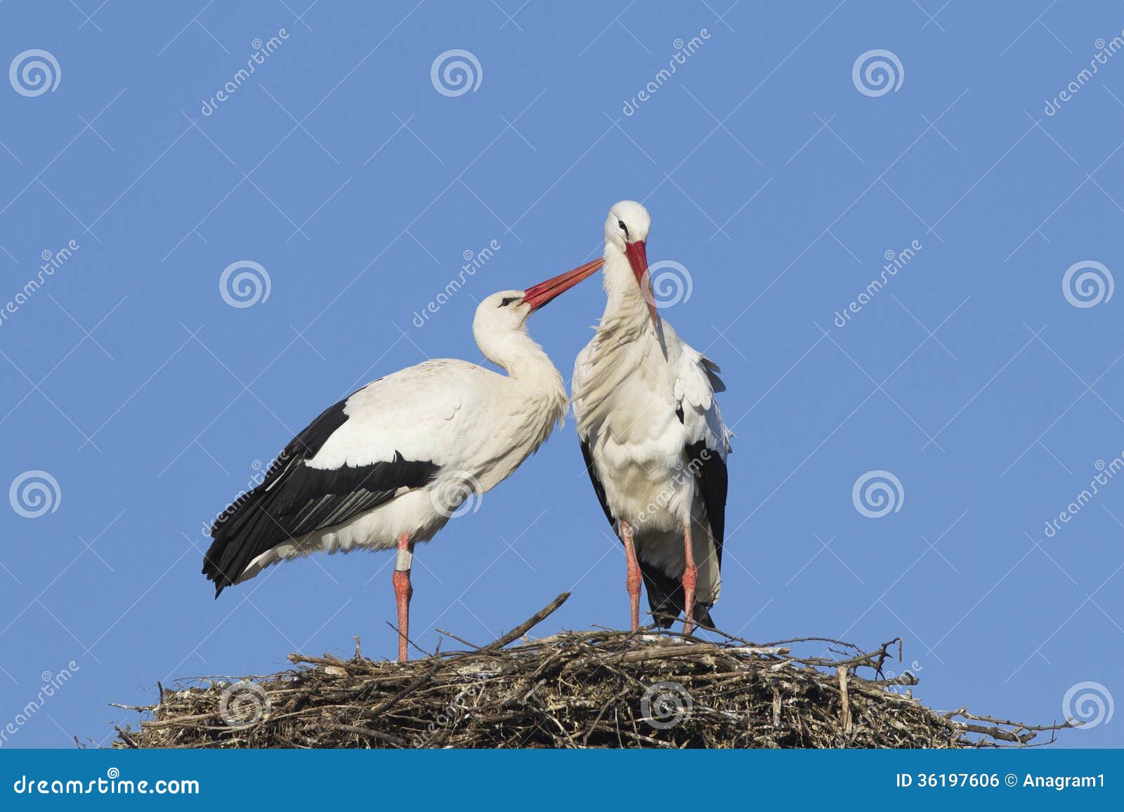 White stork pair stock photo. Image of animals, nest - 36197606