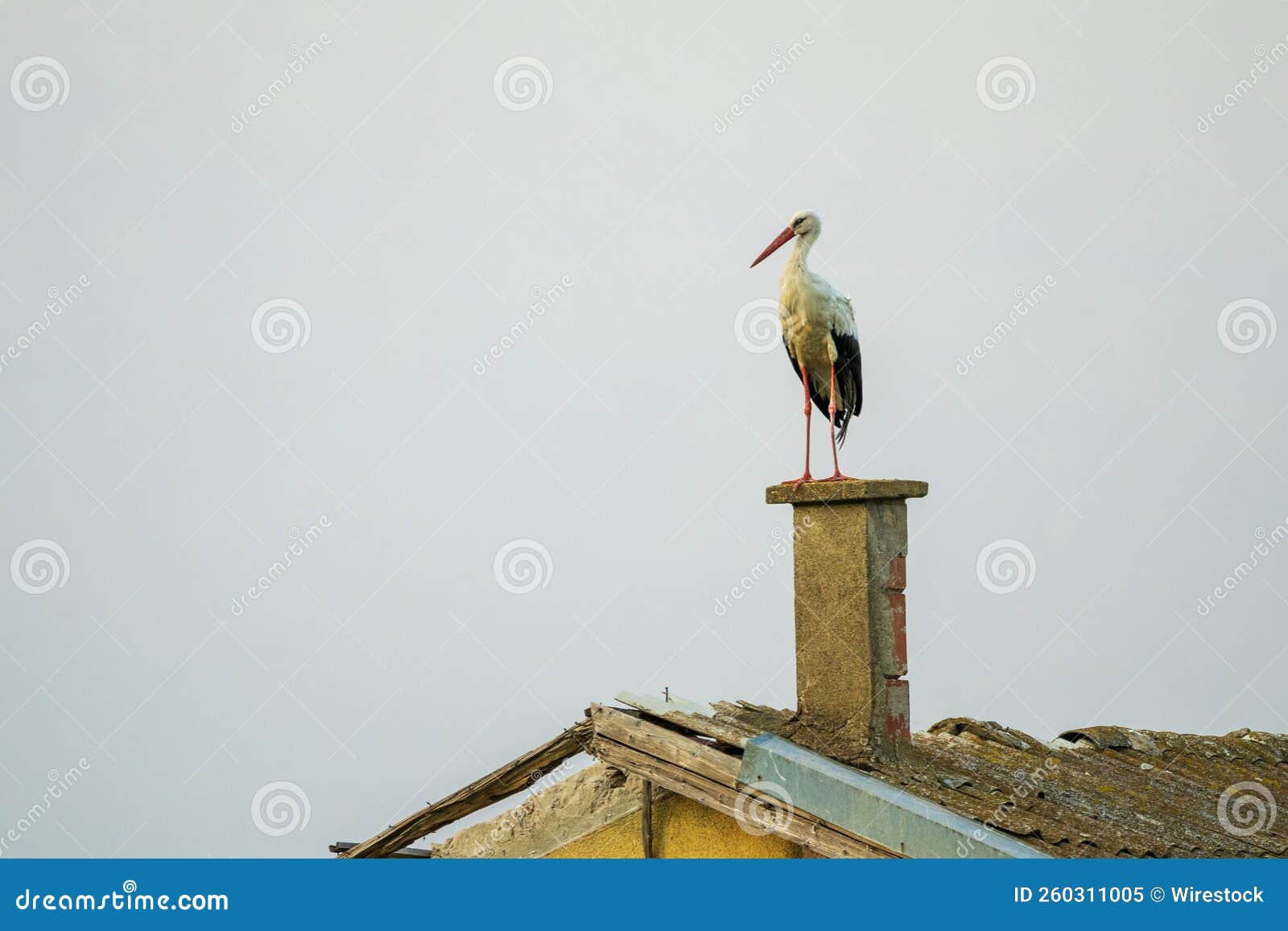 White Stork Perching on the Chimney Stock Image - Image of nature ...
