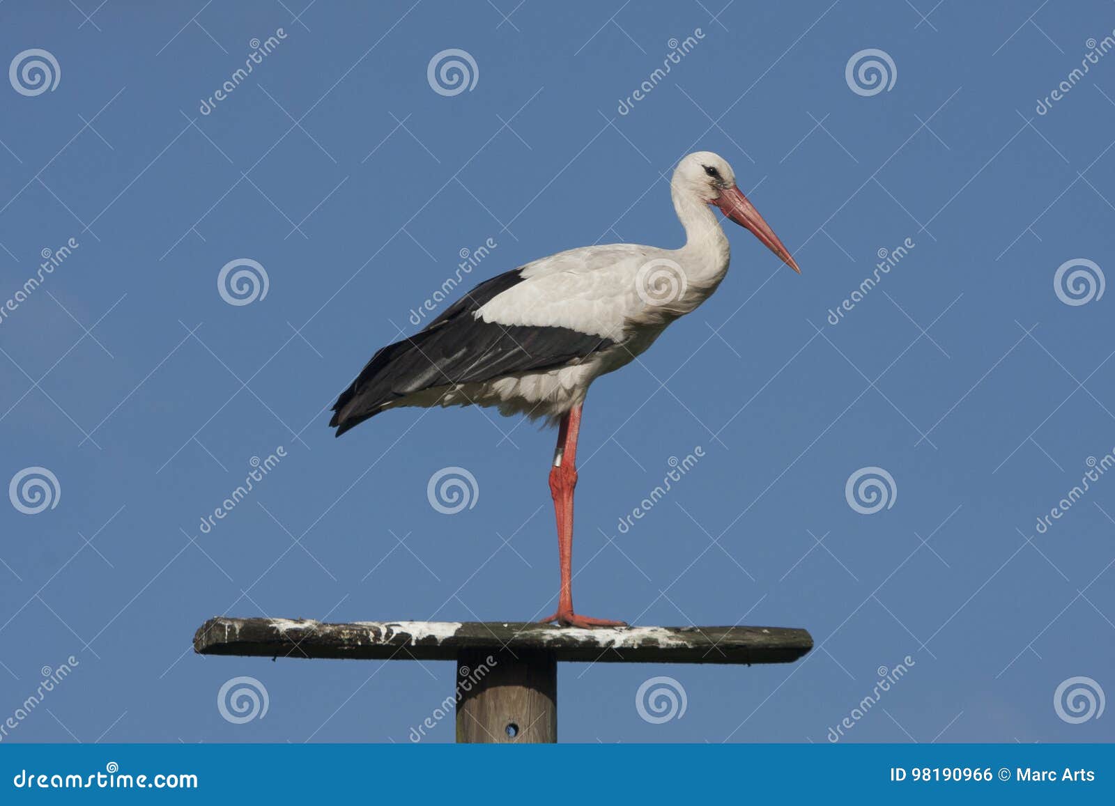 White stork stock photo. Image of stork, large, netherlands - 98190966