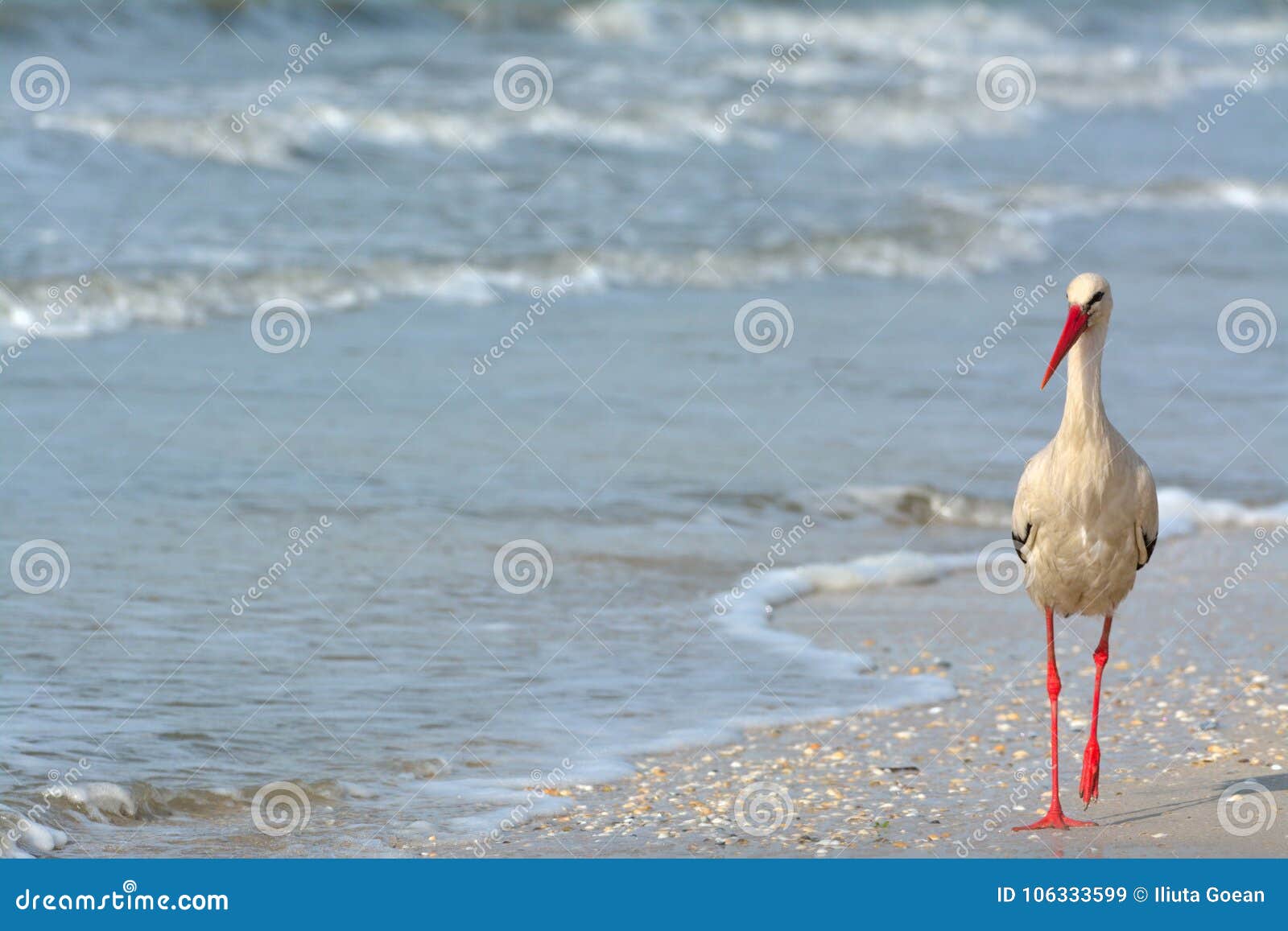 White Stork on the Sea Beach Stock Image - Image of sand, beach: 106333599
