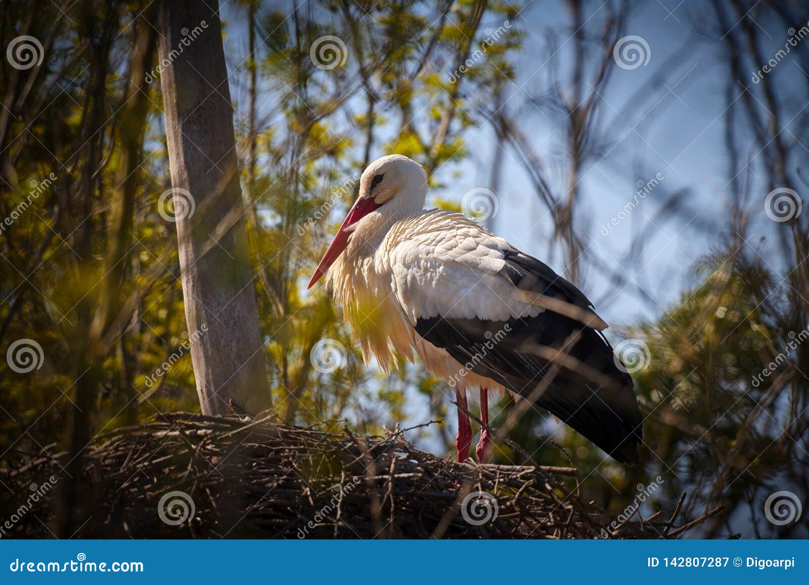 White Stork Sitting on the Nest on the Tree at Springtime Stock Image ...
