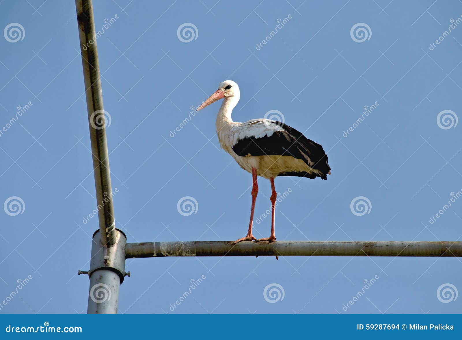 White stork stock photo. Image of bird, nature, environment - 59287694
