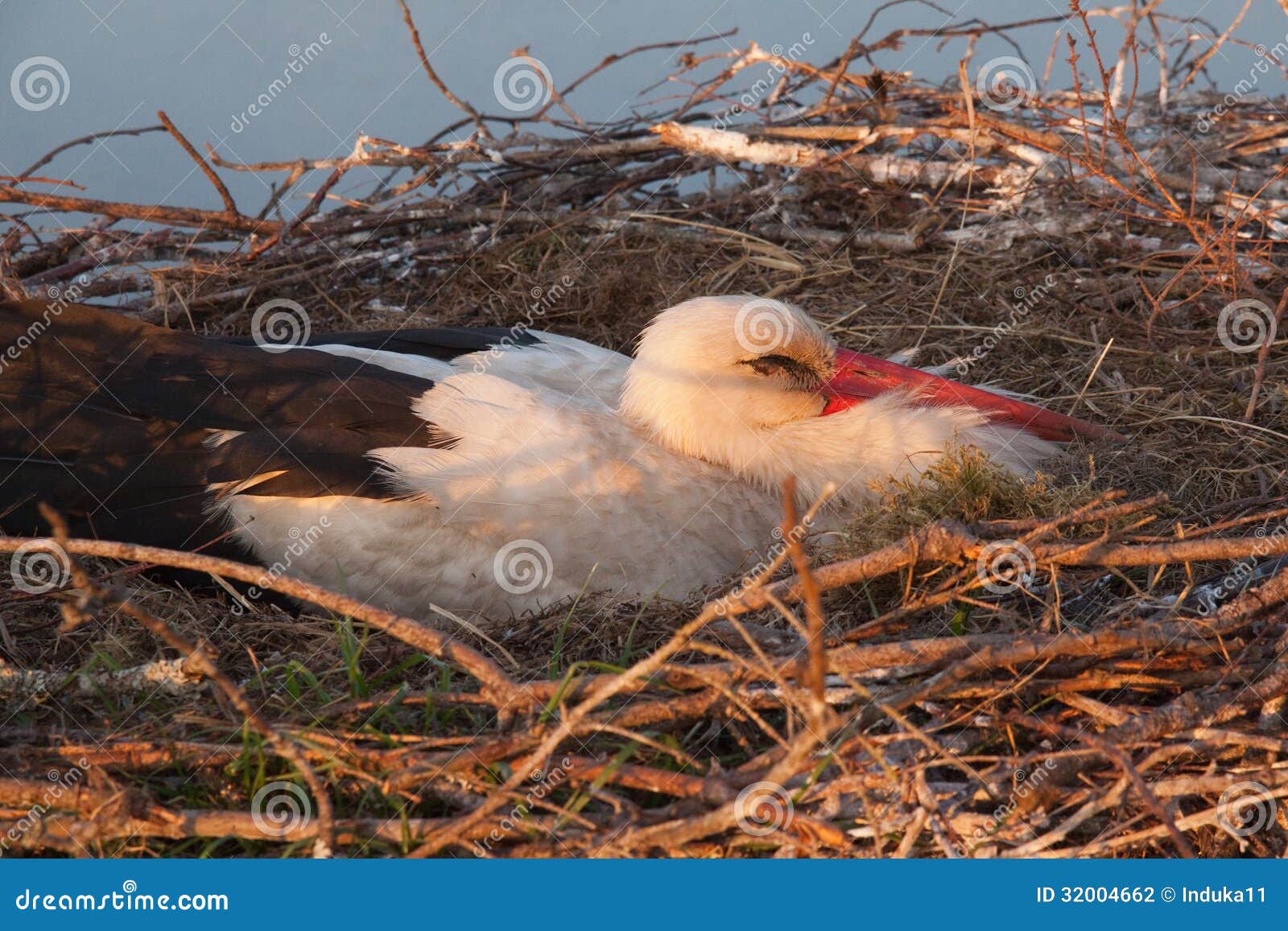White Stork Sleeping in Nest Stock Photo - Image of nesting, relax ...