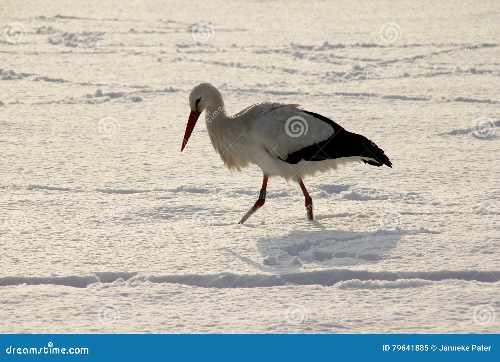 White stork in snow stock image. Image of forest, human - 79641885